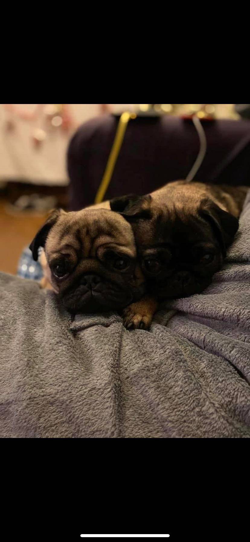 Snuggly puggies | Scrolller