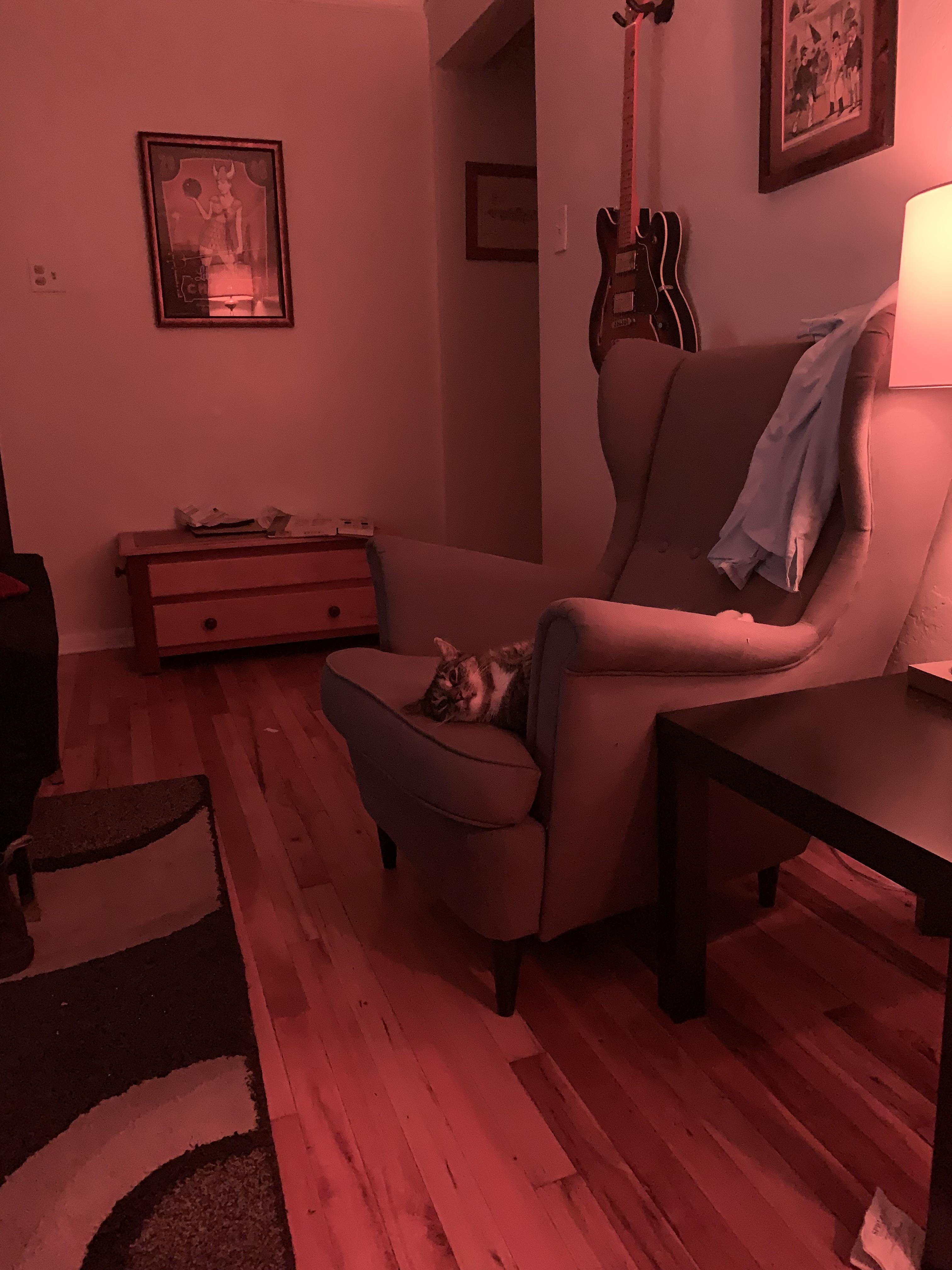 So cozy , kitty is so cozy | Scrolller