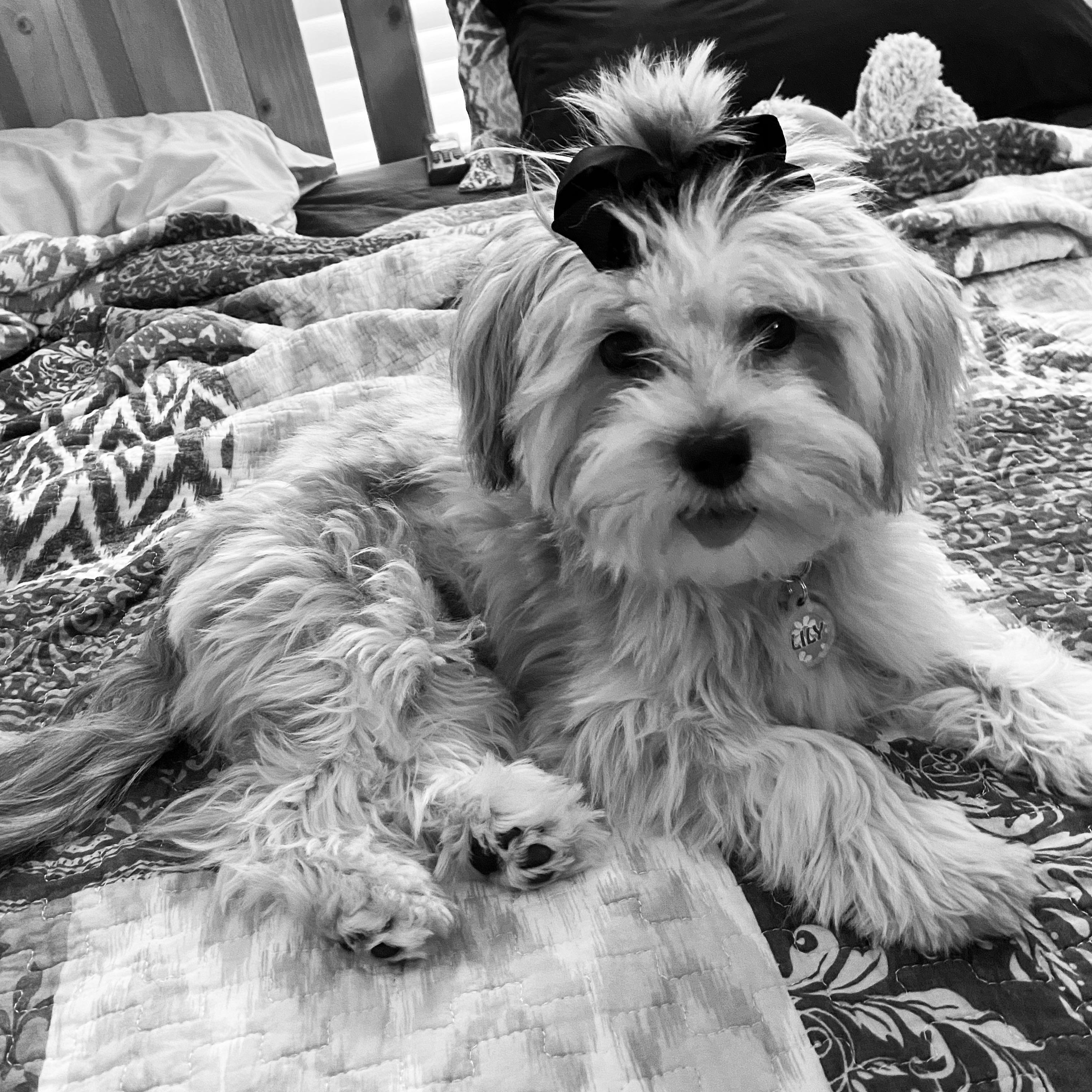 So much cute in one little floof | Scrolller