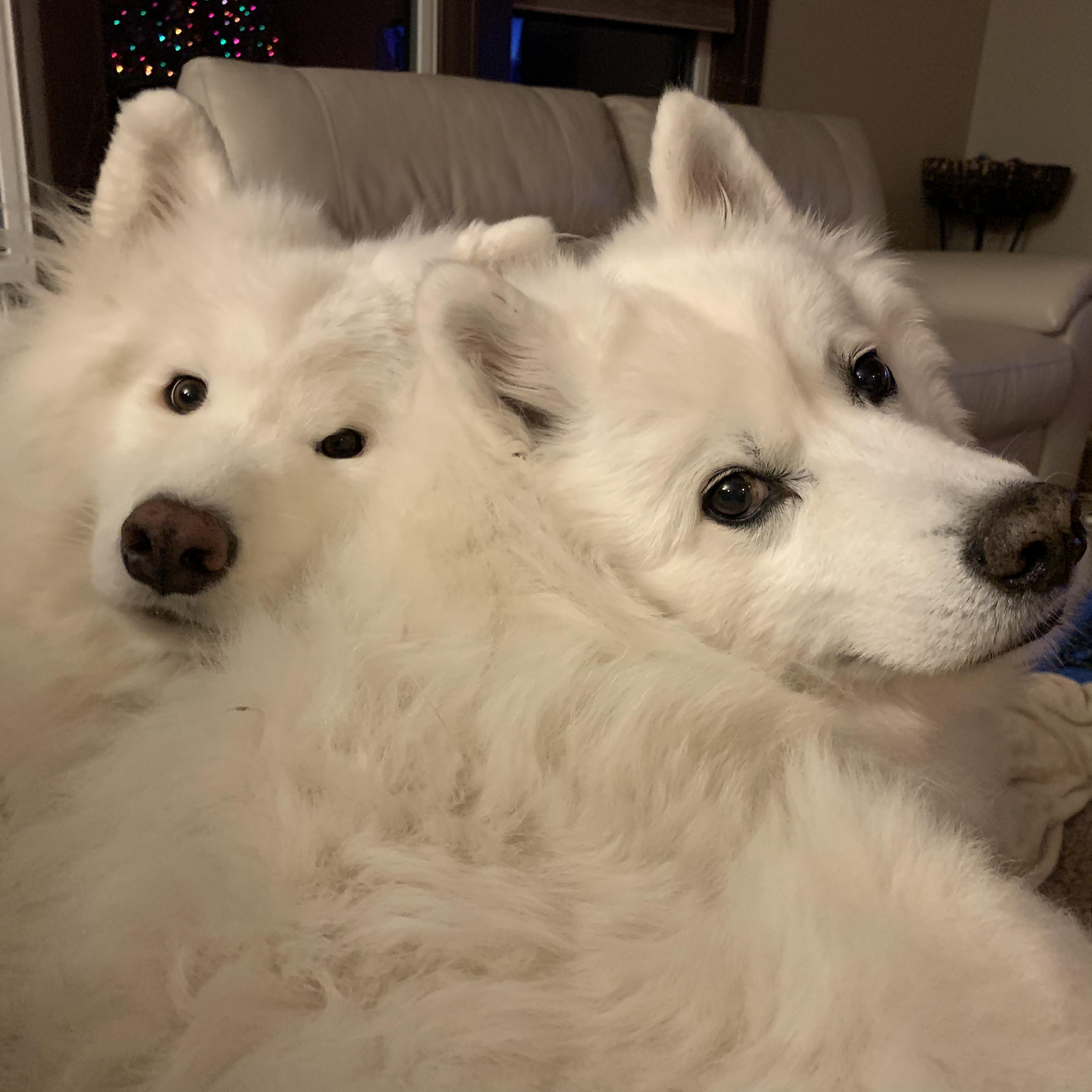 So much fluff in one spot. | Scrolller