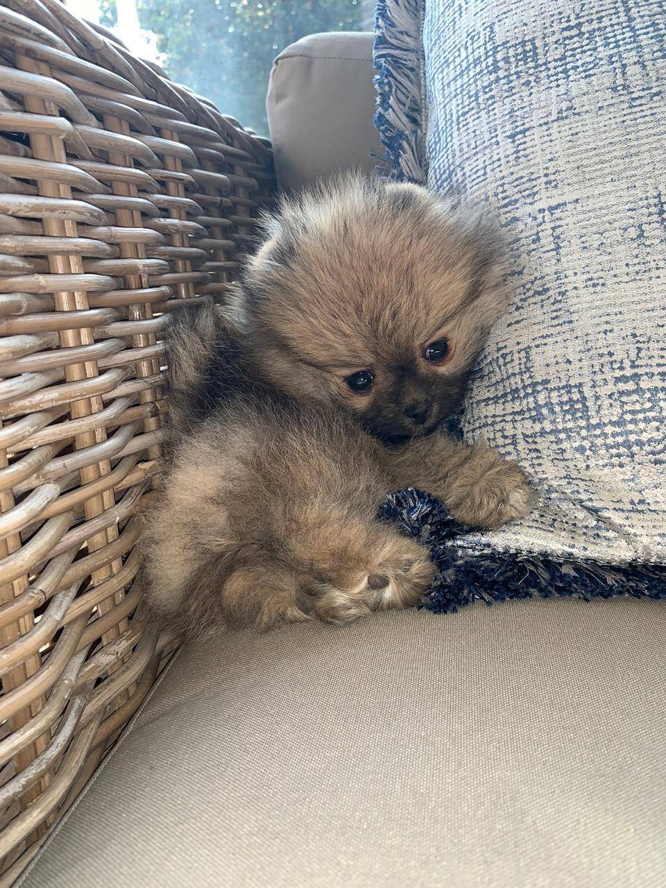 So smol 🐾 | Scrolller