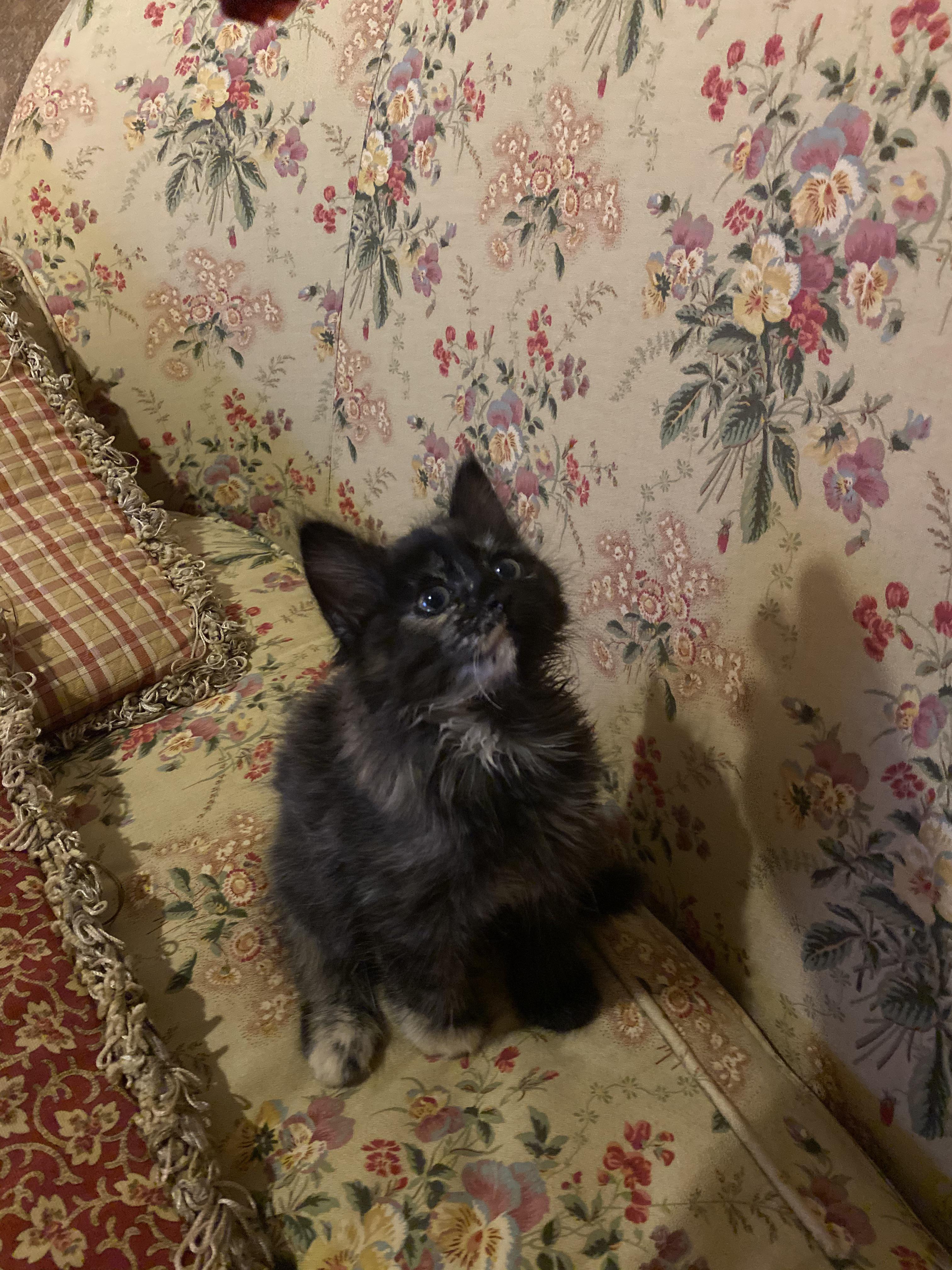 So smol Raven | Scrolller