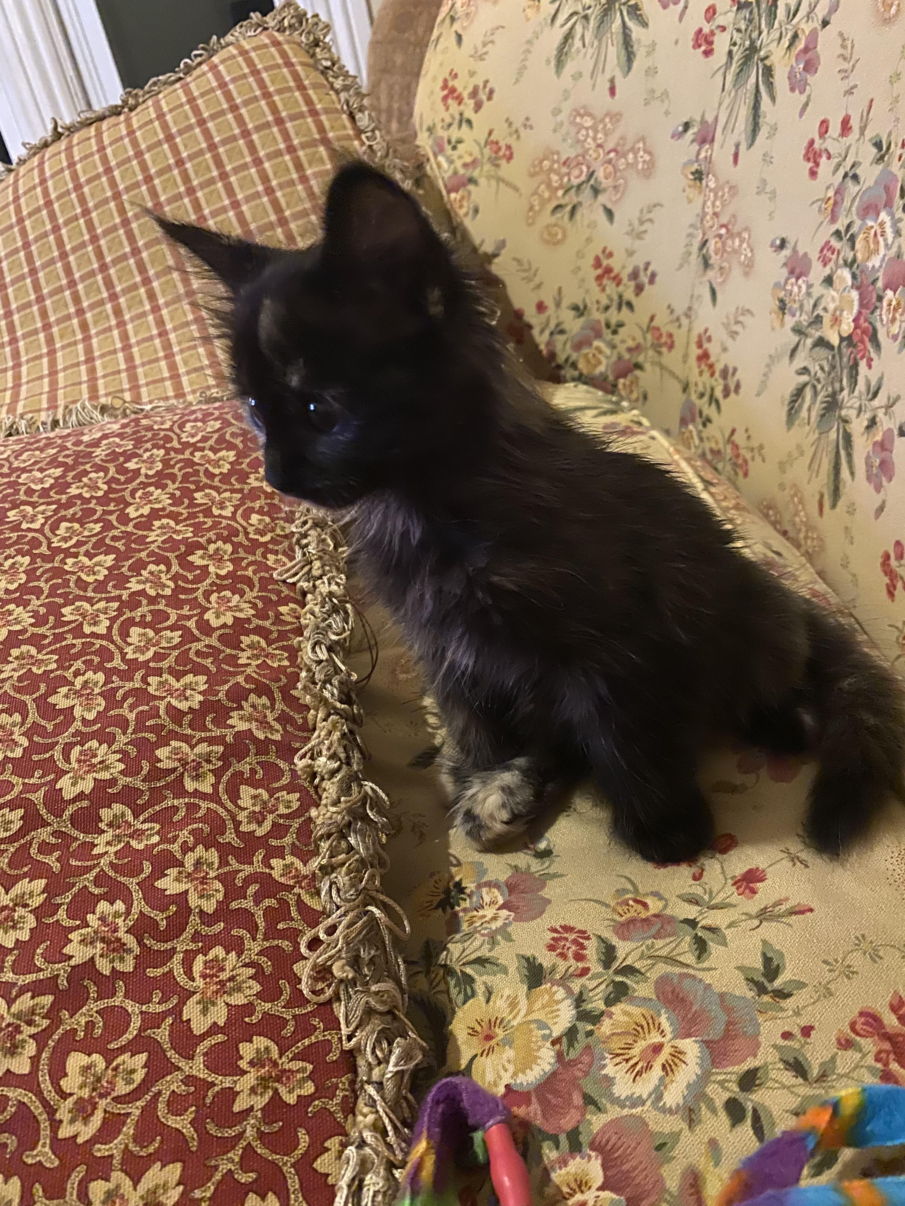 So smol Raven | Scrolller