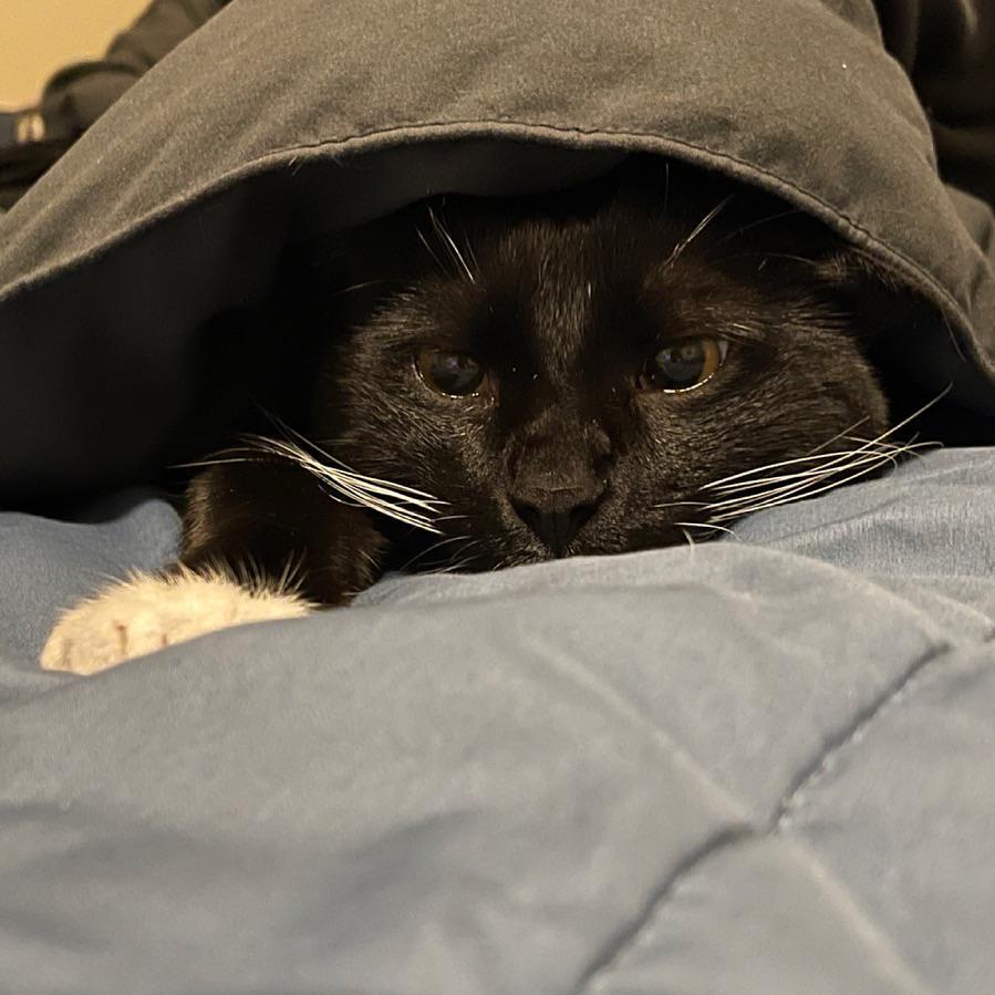 Socks, handsome yet deadly | Scrolller