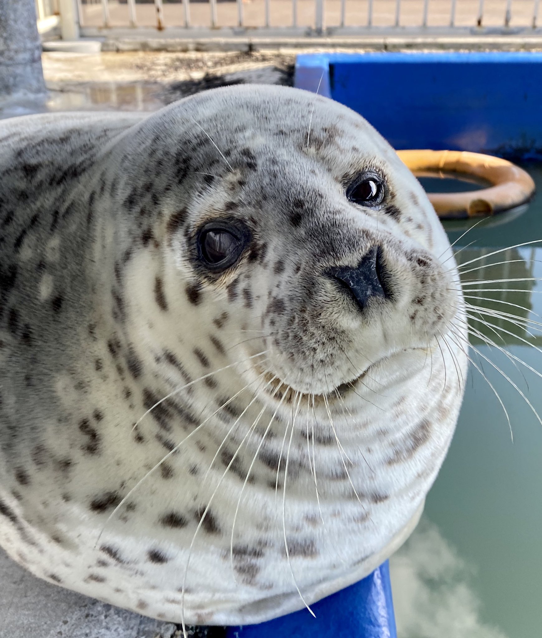 Soft and fluffy | Scrolller