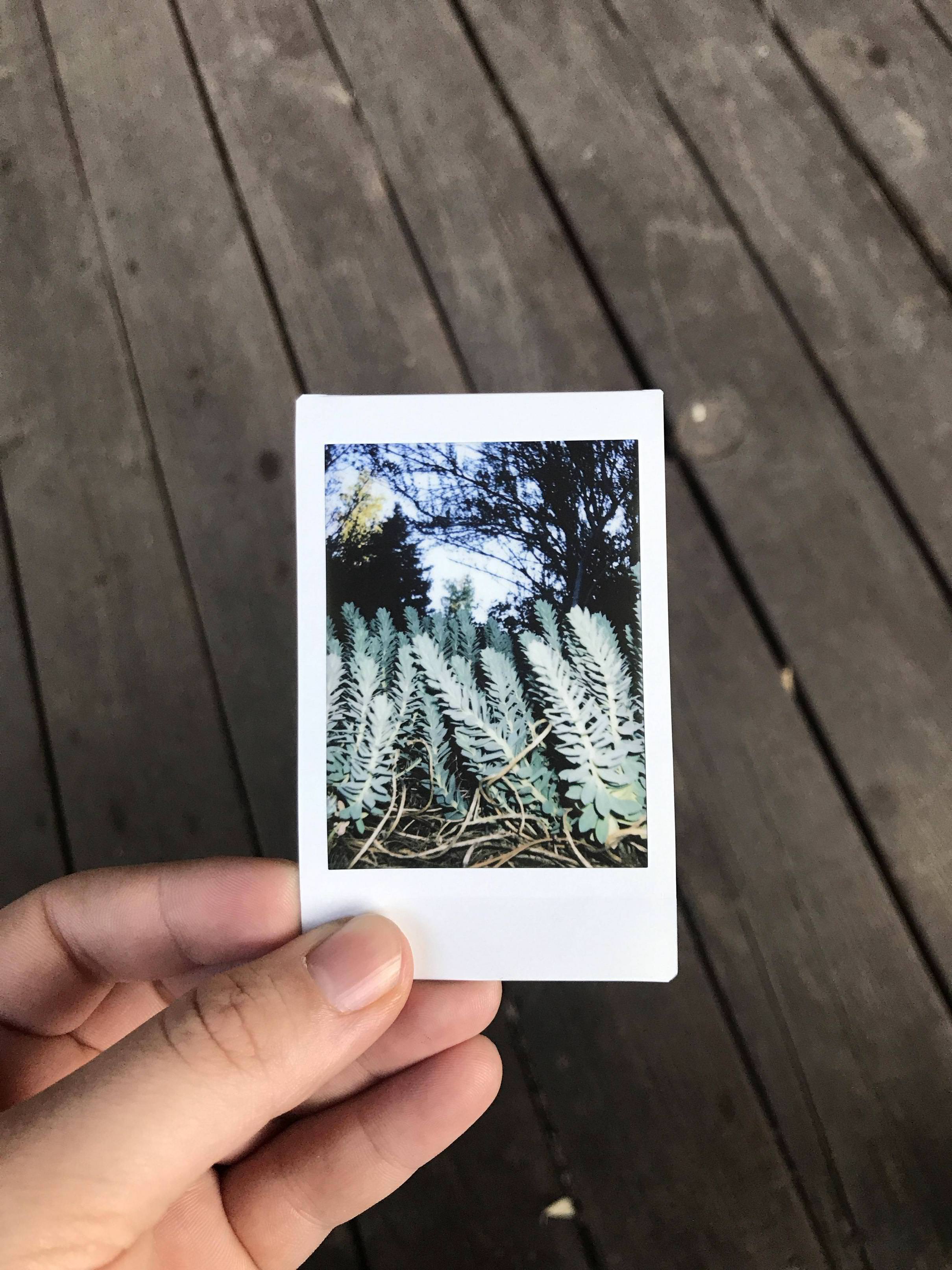 Some interesting plants at a local park | Scrolller