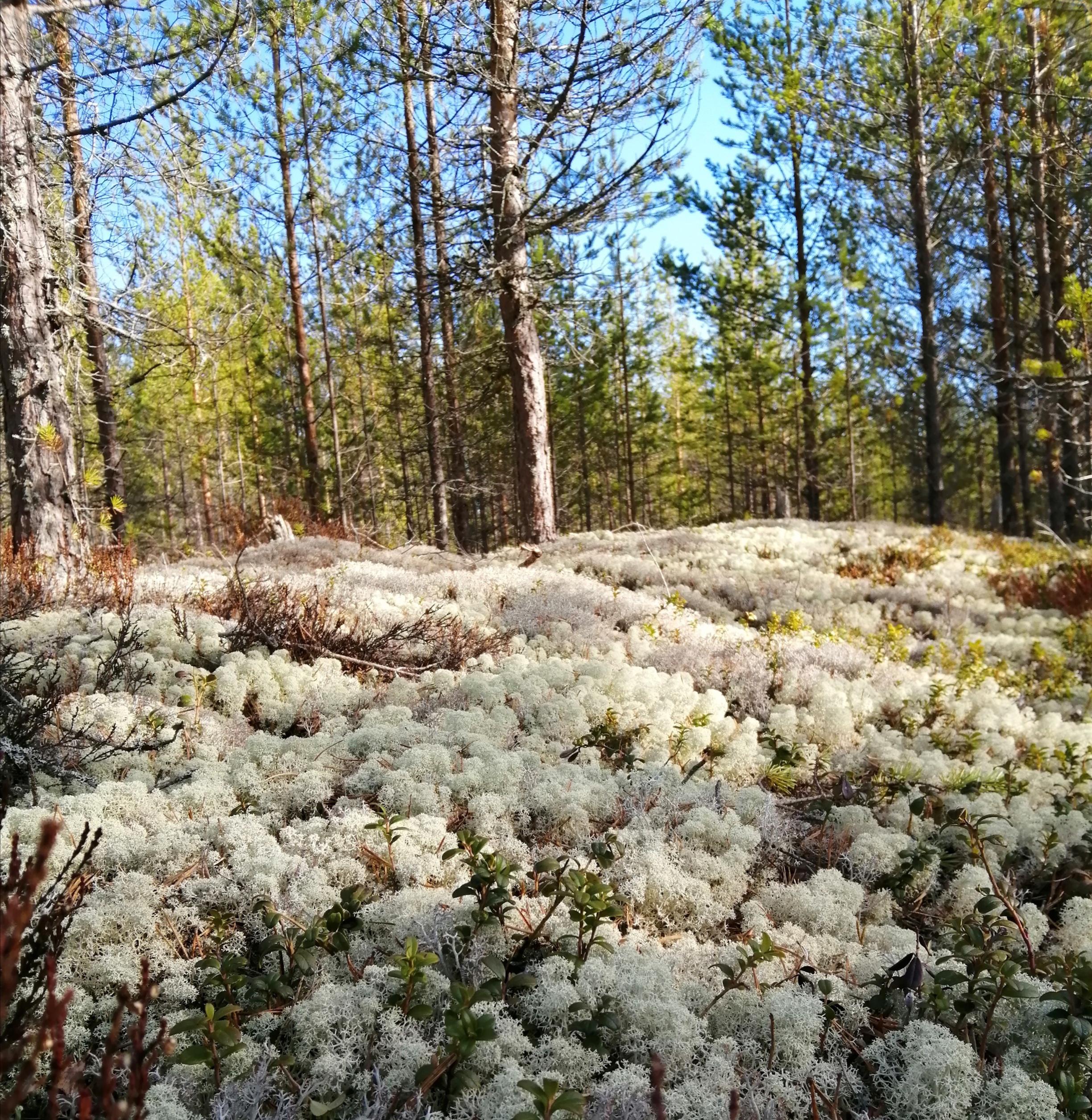 Some lichen from yesterday's trek (Finland) | Scrolller