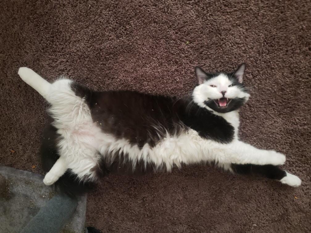 Some sassy cat belly for ya | Scrolller