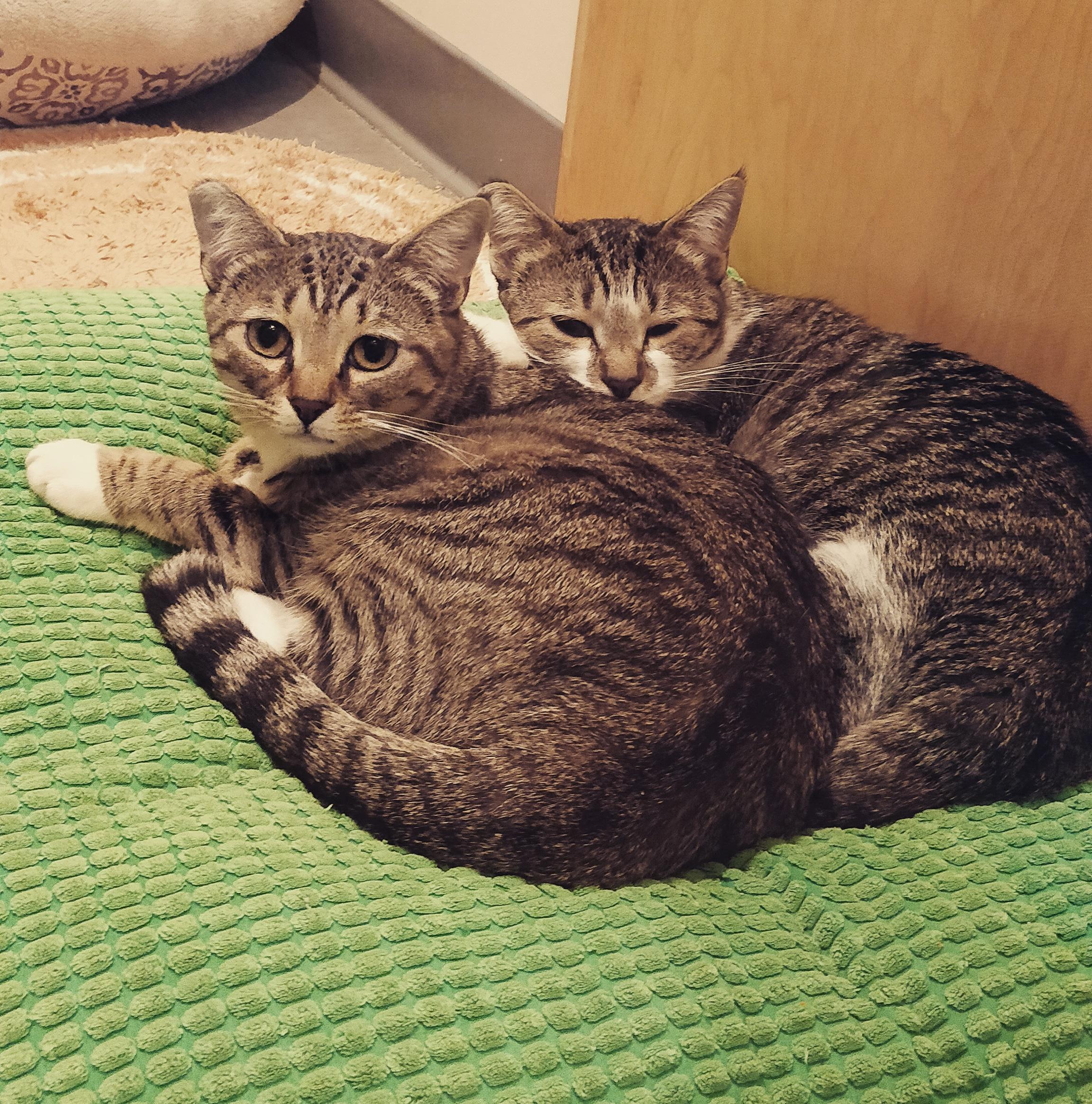 Some snuggly pear-shaped brothers | Scrolller