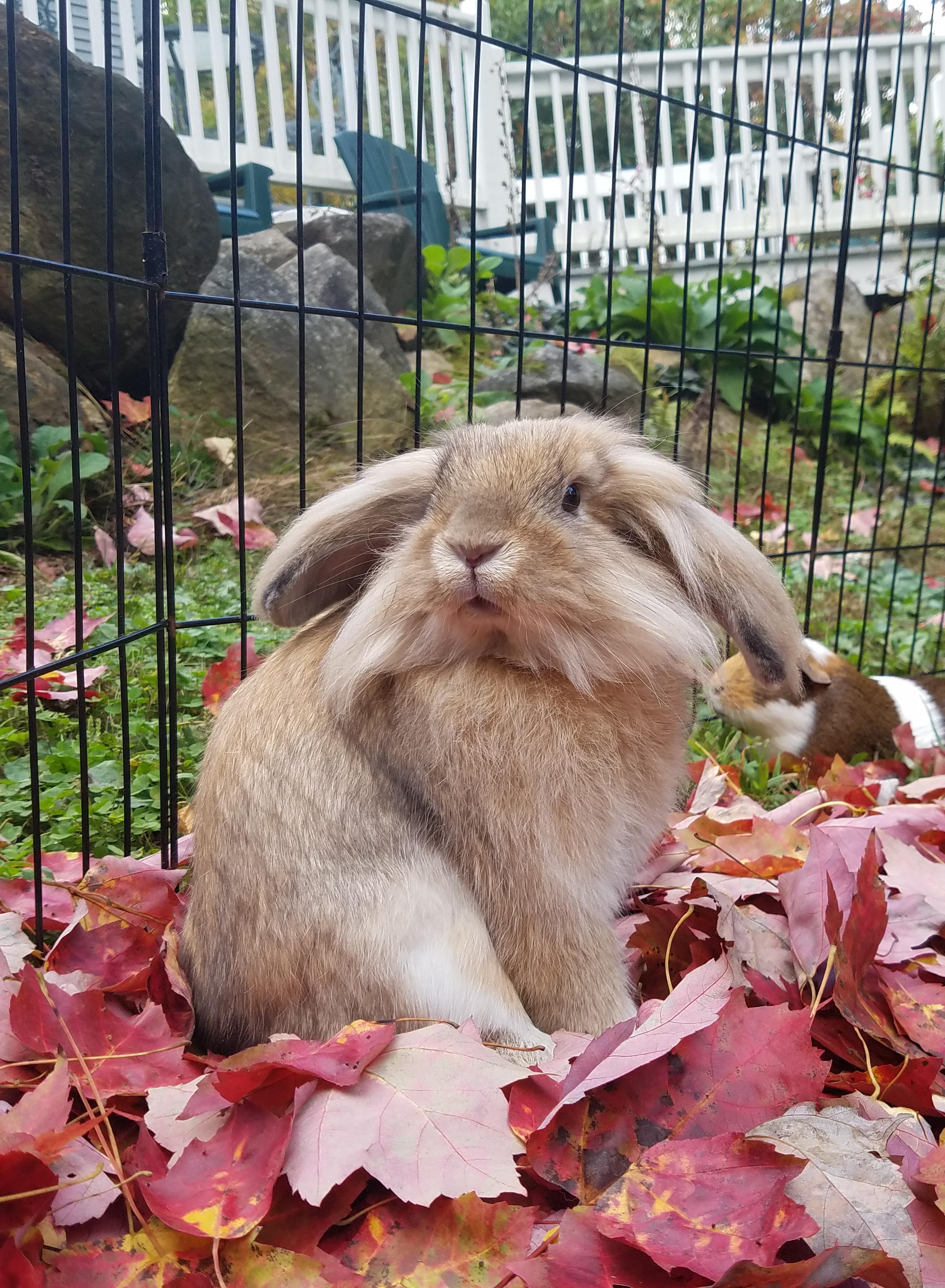 Somebun is enjoying some fall foliage! | Scrolller