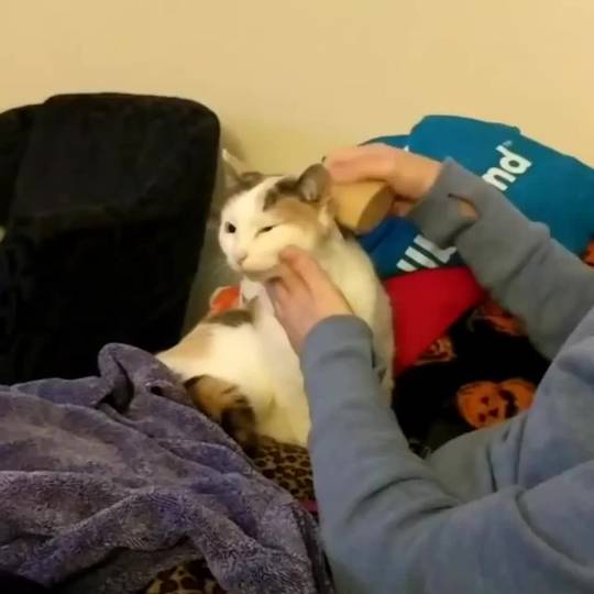 Someone's enjoying her brushy-brushy. | Scrolller