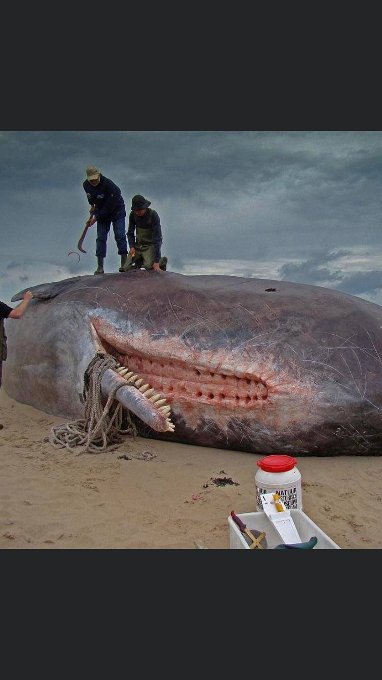 Sperm whale. | Scrolller