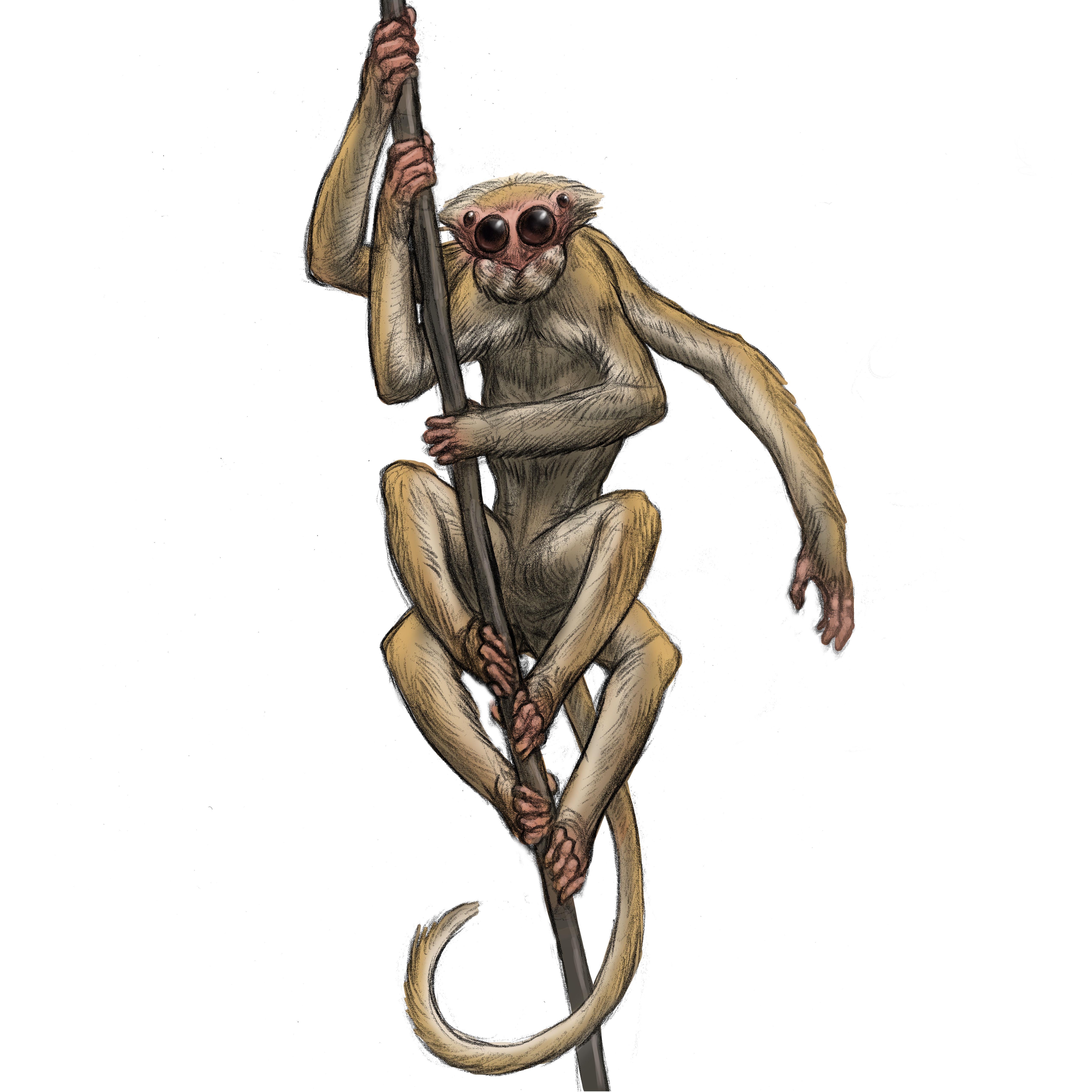 Spider Monkey | Scrolller