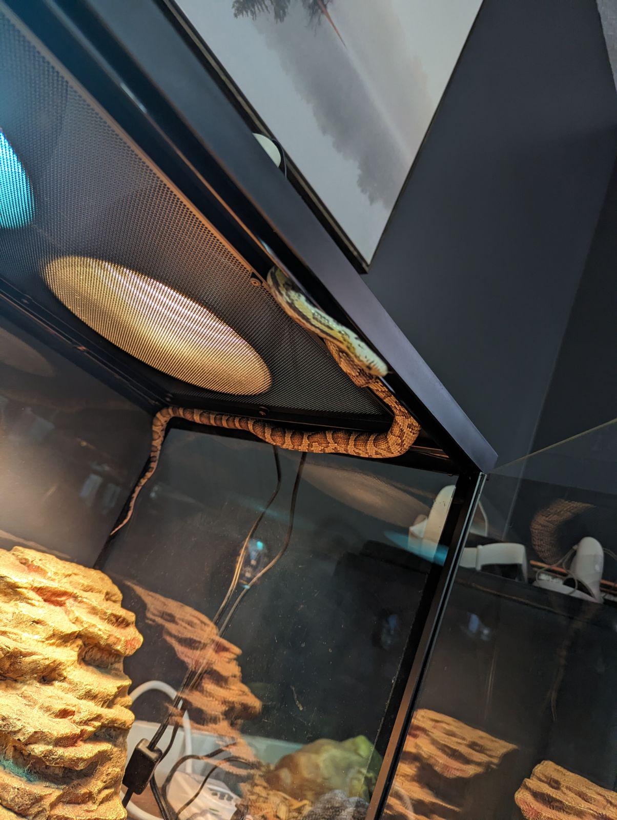 Spider snake | Scrolller