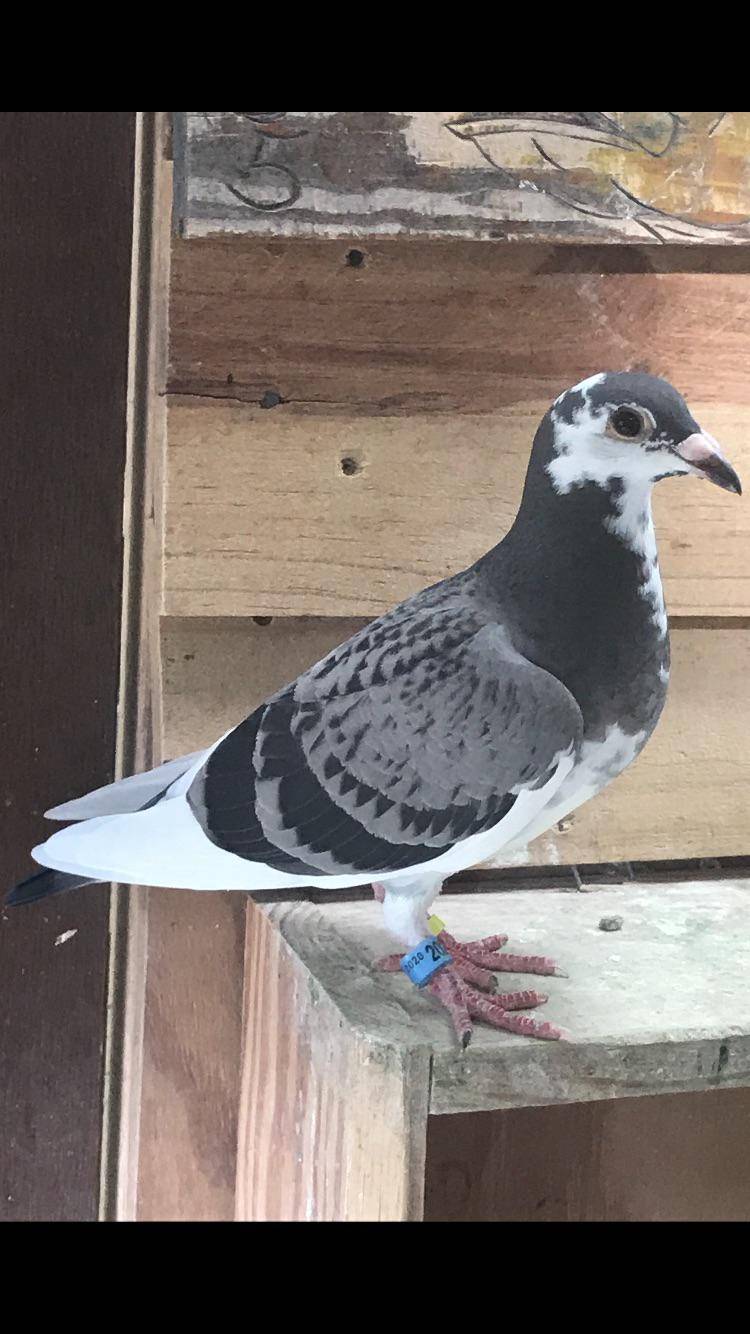 Splashed hen | Scrolller