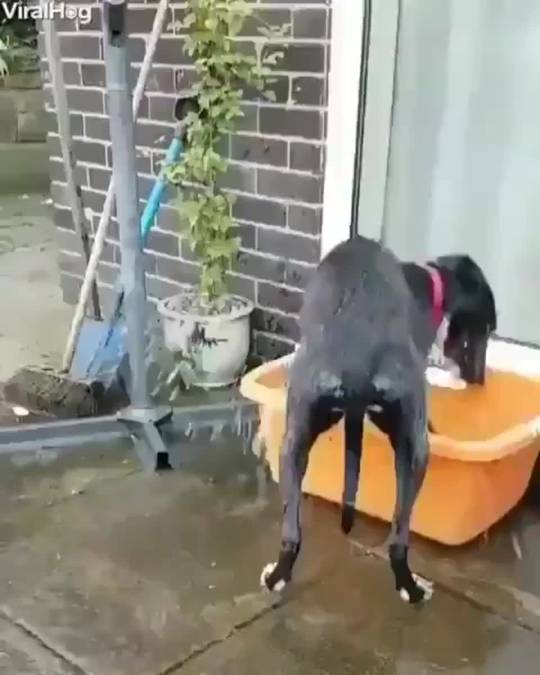 Splish splash and boing | Scrolller