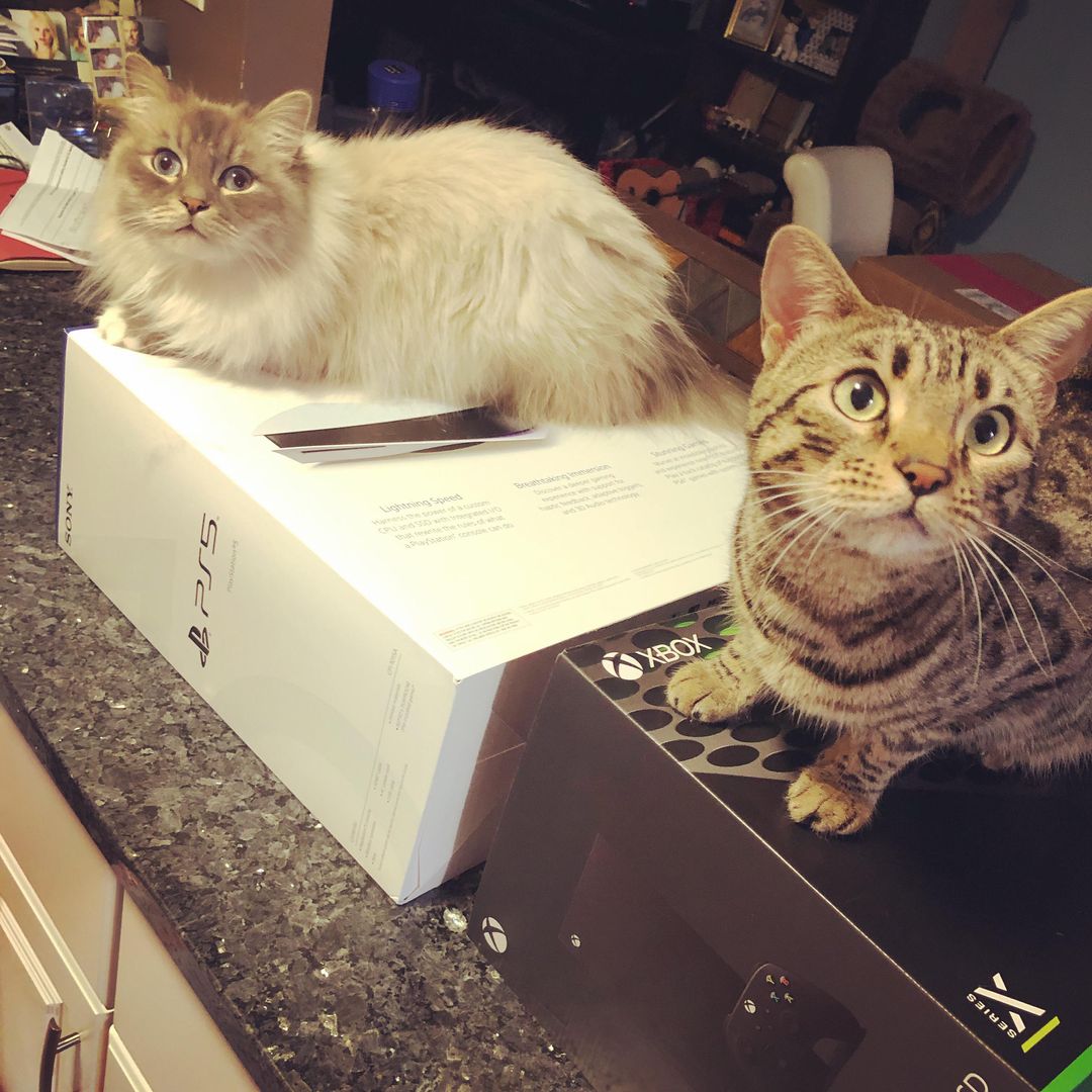 Spoiled Cats... | Scrolller