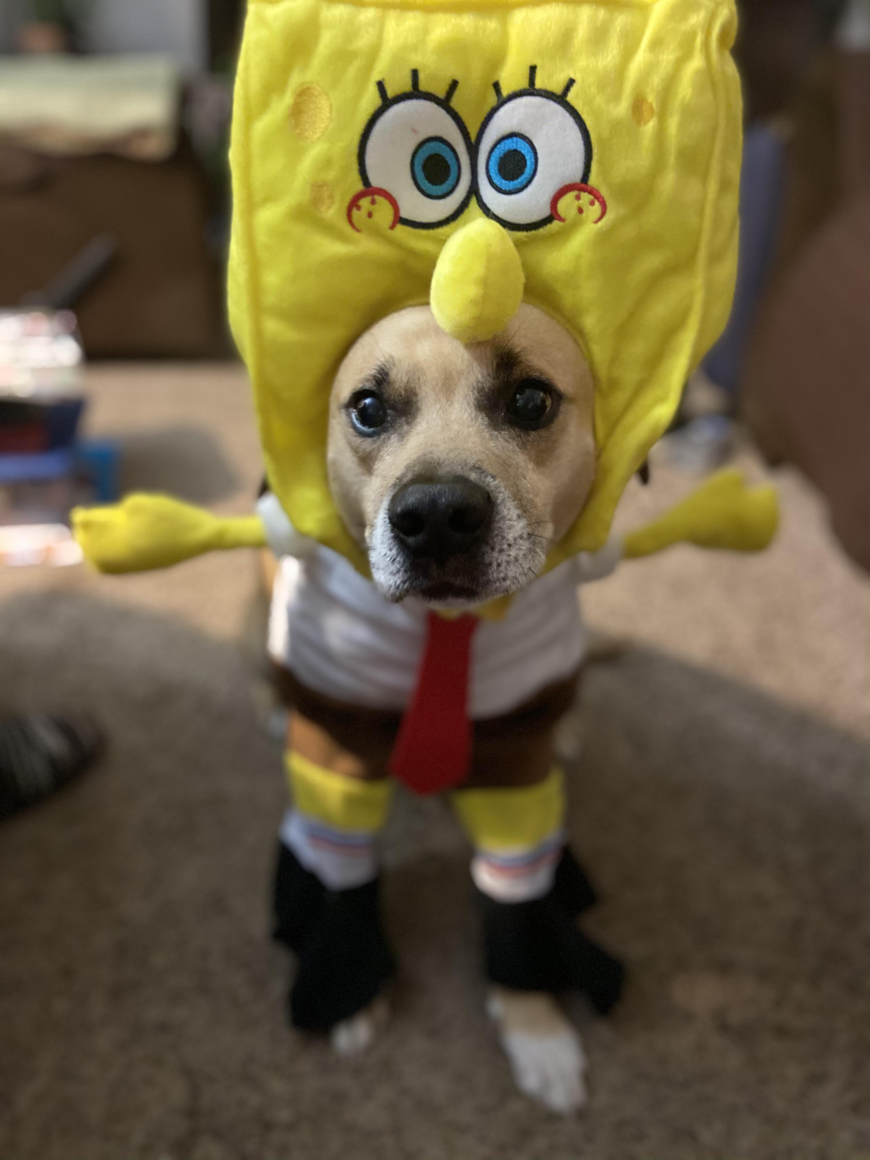 Sponge Dog | Scrolller