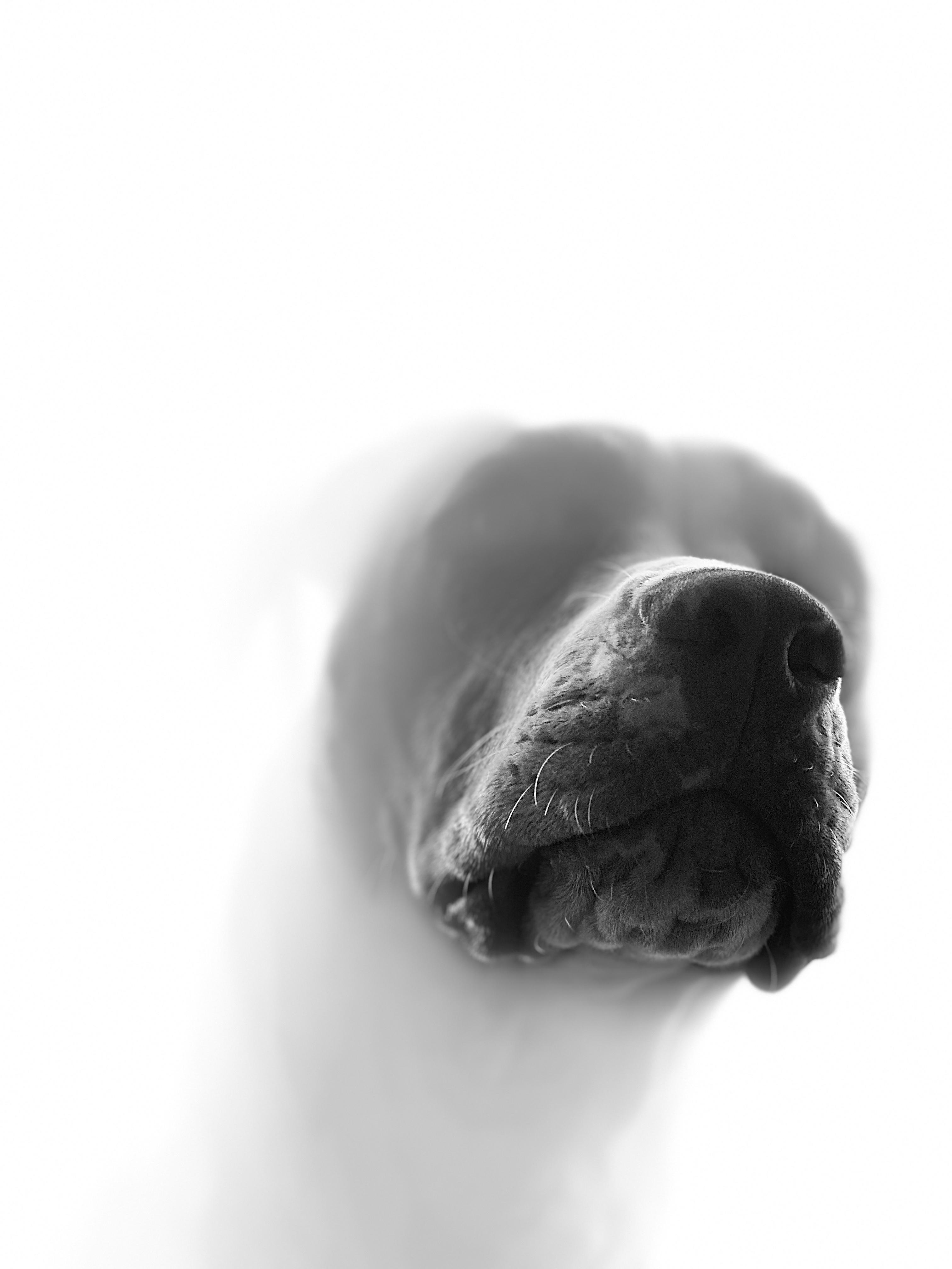 Spooky Snoot | Scrolller