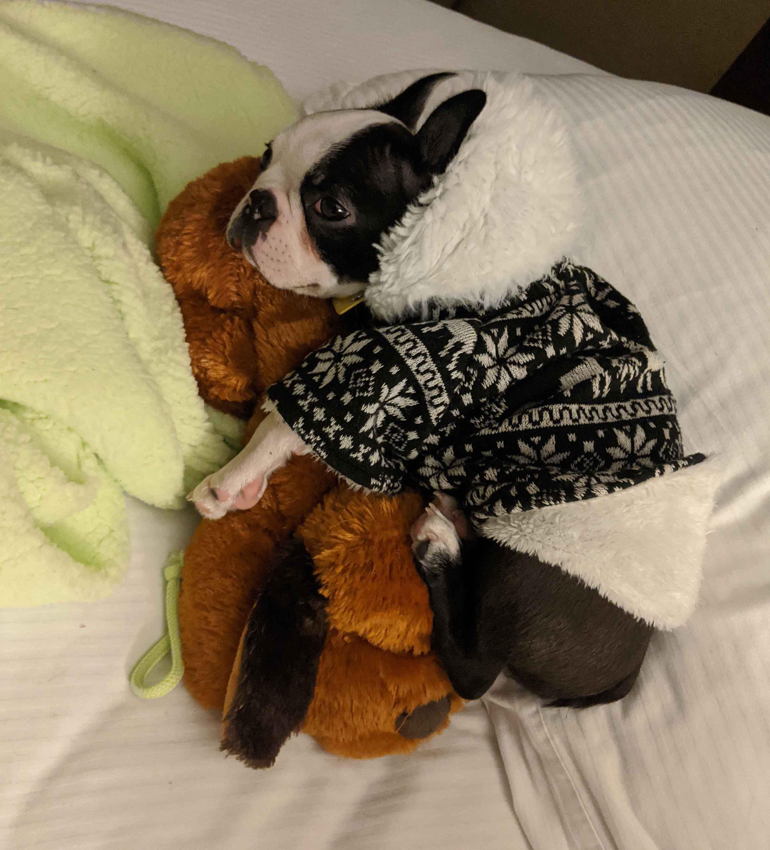 Spooning Snuggle Puppy | Scrolller