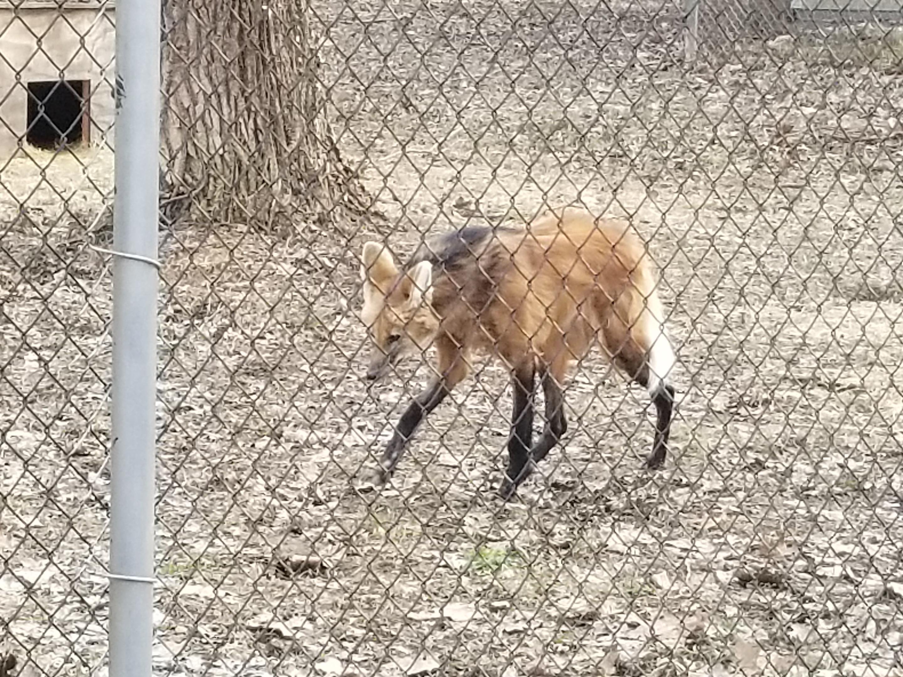 Spotted a Maned Wolf today at the wolf sanctuary | Scrolller