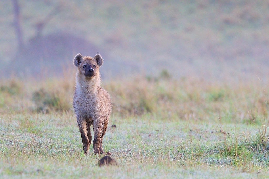 Spotted hyena among pastel colours | Scrolller