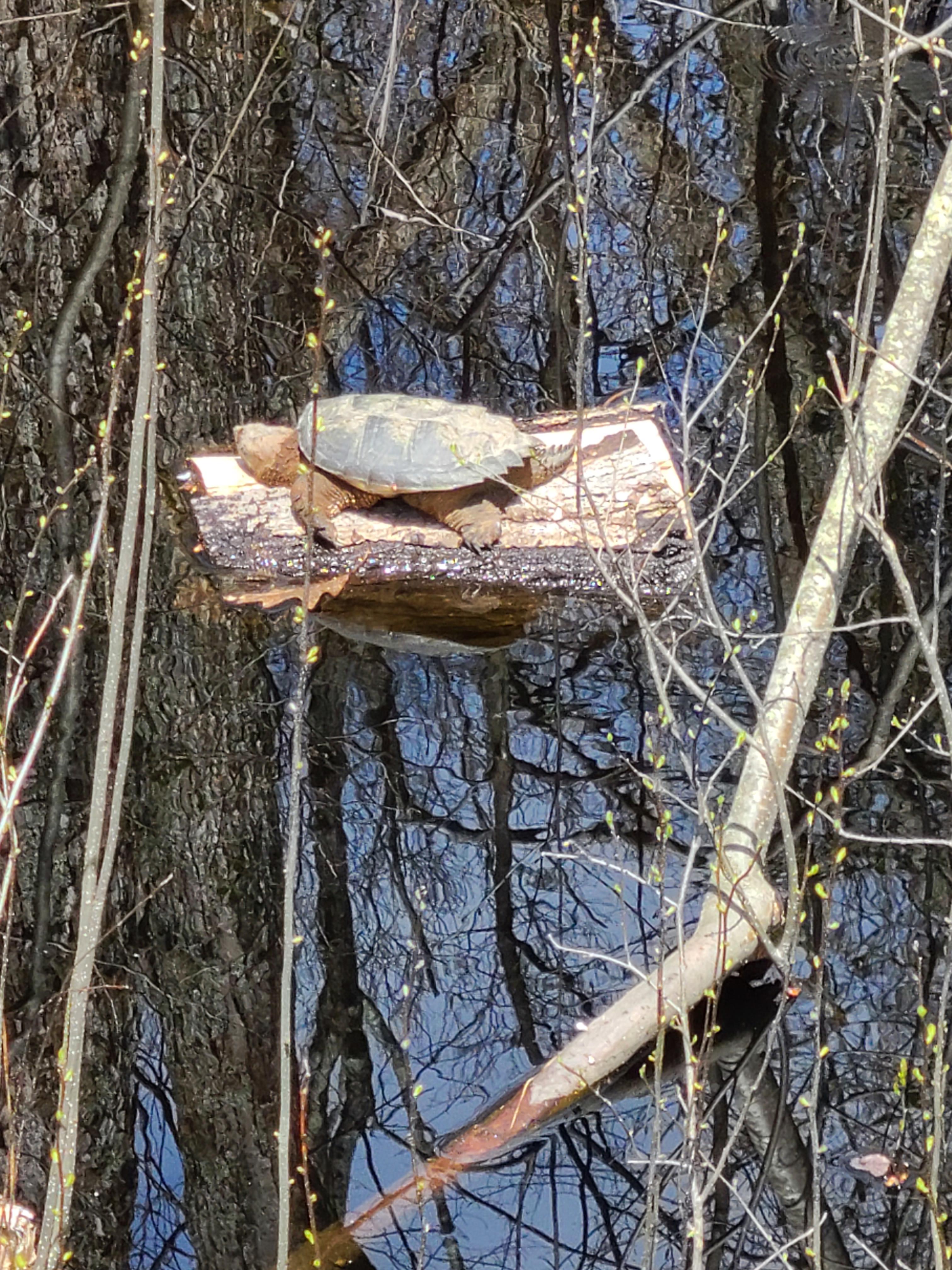 Spotted this guy catching some rays while out for a bike ride | Scrolller