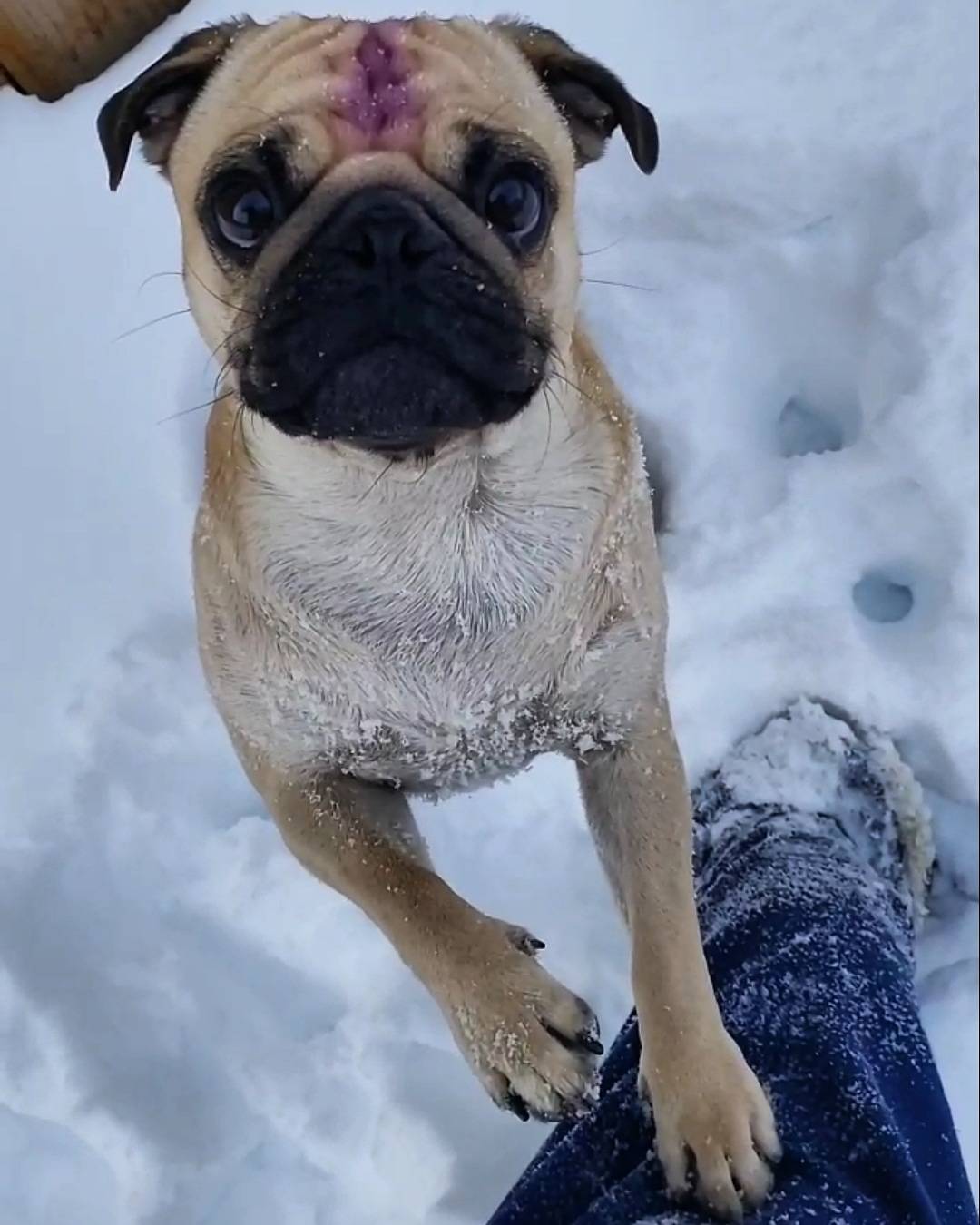 Spud wanted to show off his stripe. | Scrolller