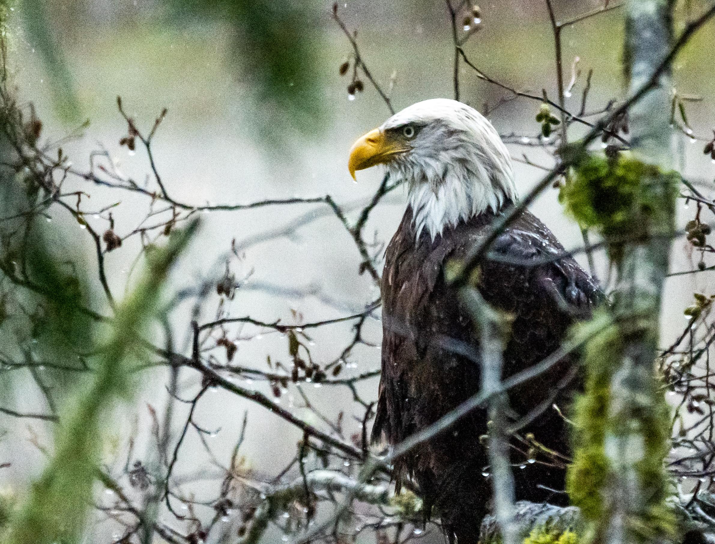 Squamish Valley Eagle, Chilling in the DownPour | Scrolller