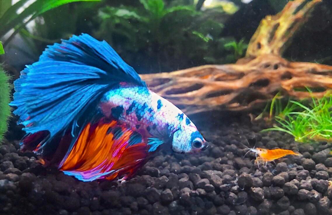 Square up son 🤠🤜🦐 (Disclaimer: no shrimp were harmed in the making of ...