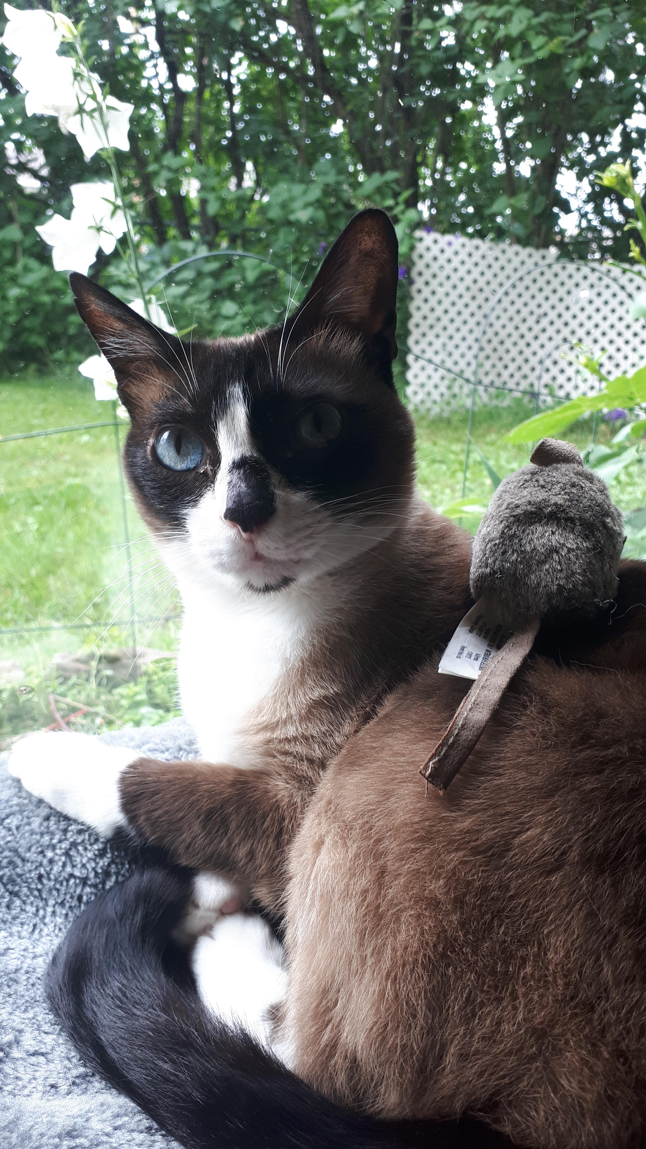 Squeaky mouse on cat. | Scrolller