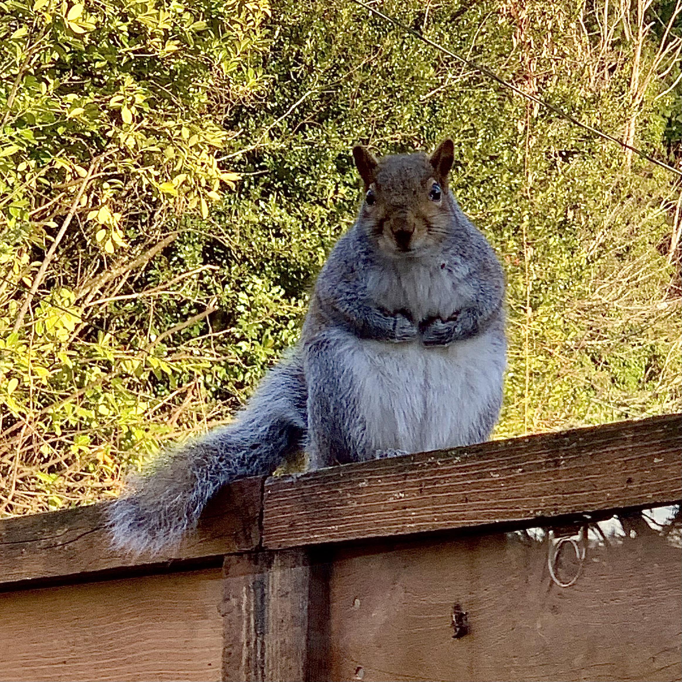 Squirrel flexin | Scrolller