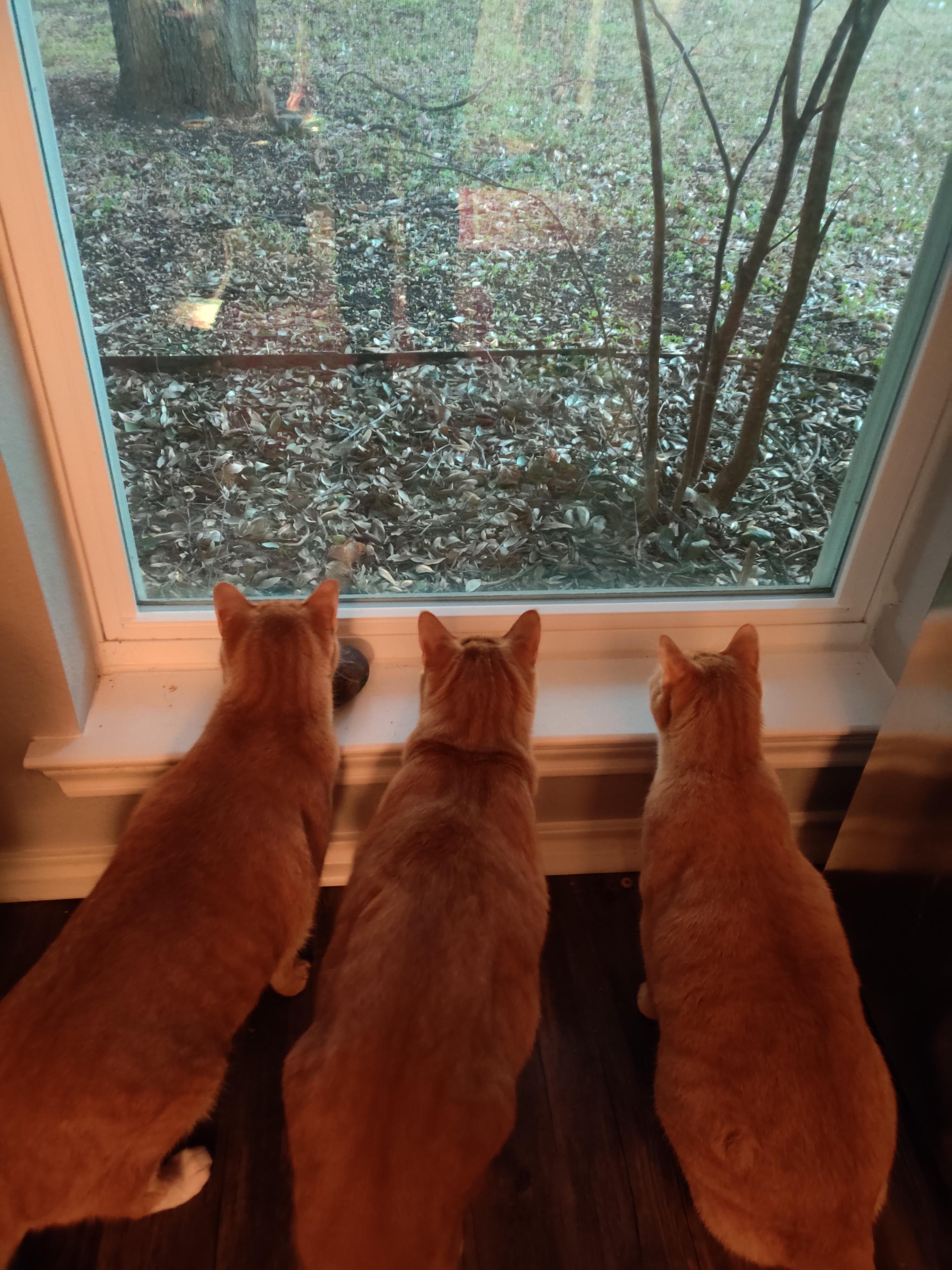Squirrel watching | Scrolller