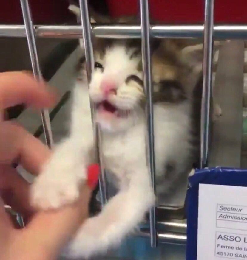 squished sad cat | Scrolller