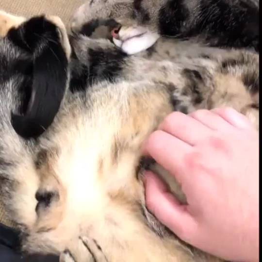 Squishy's Belly + Rubs = Curled Feetsies | Scrolller