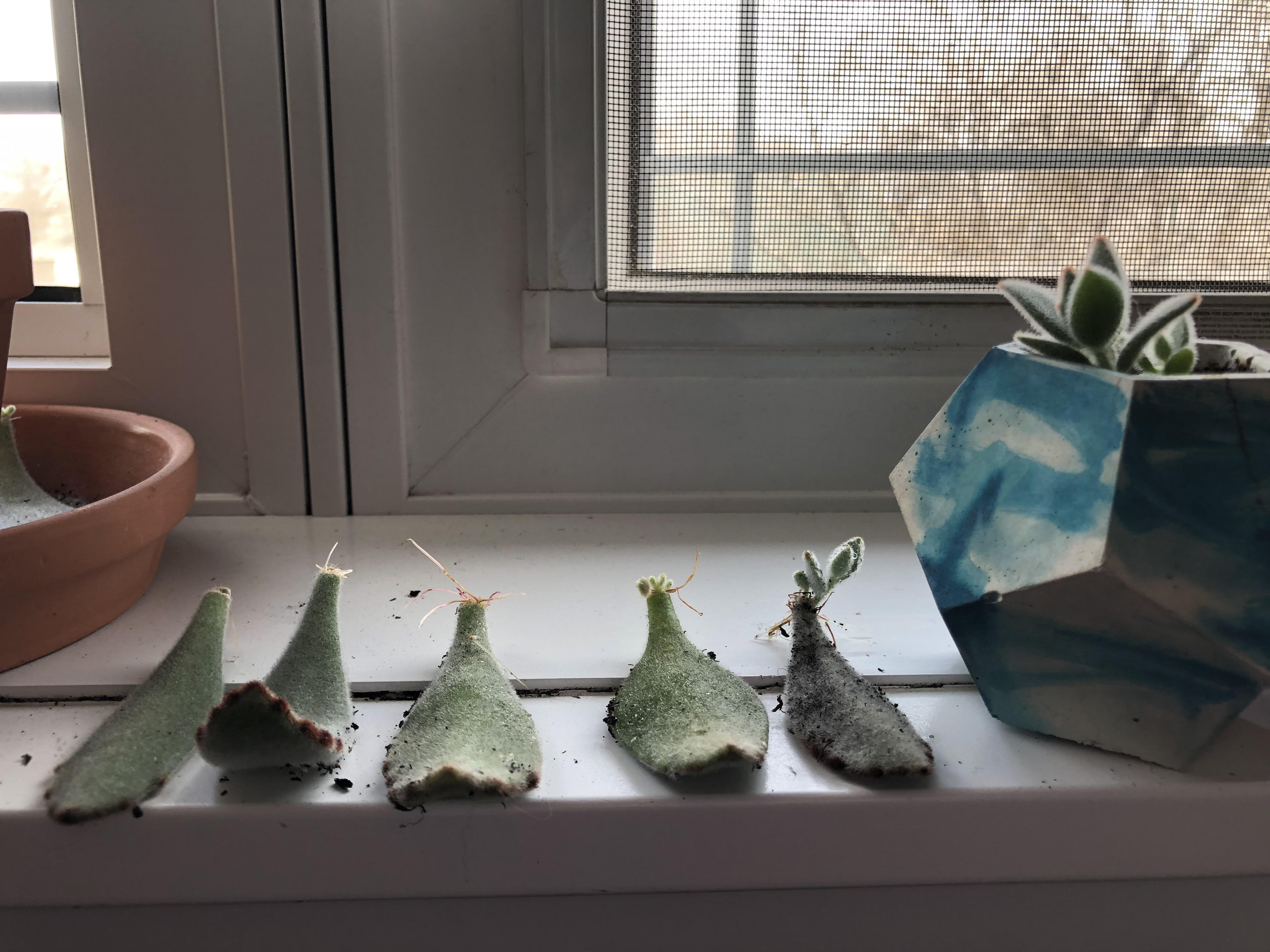 Stages of a Panda Plant (Kalanchoe tomentosa) propagation. | Scrolller