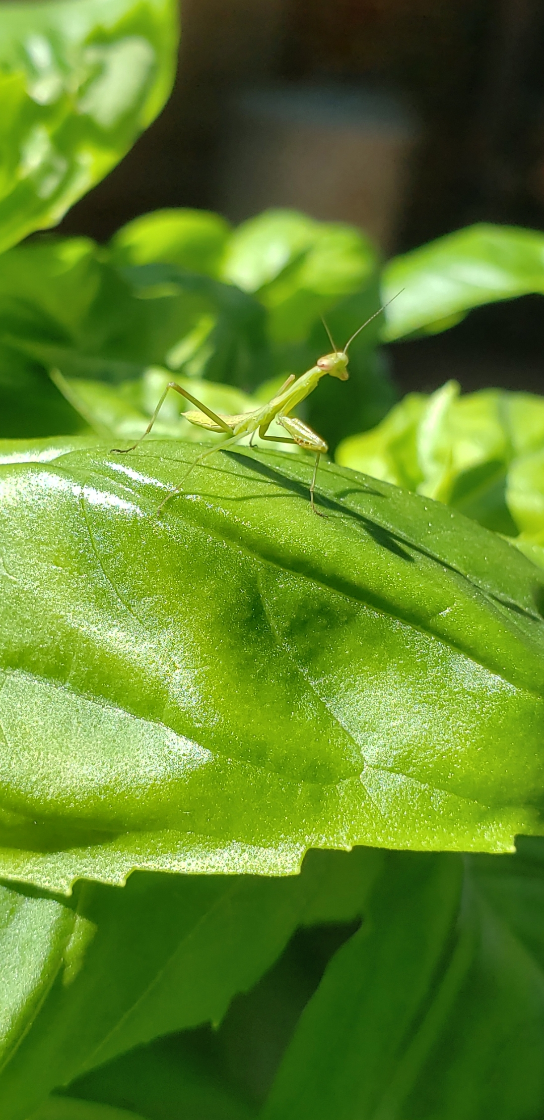 Standing guard over my basil | Scrolller