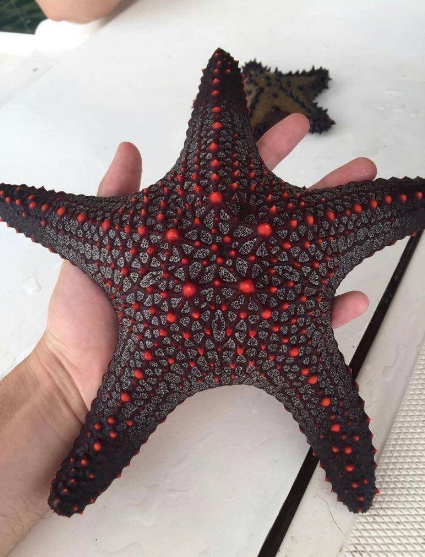 Starfish from hell | Scrolller