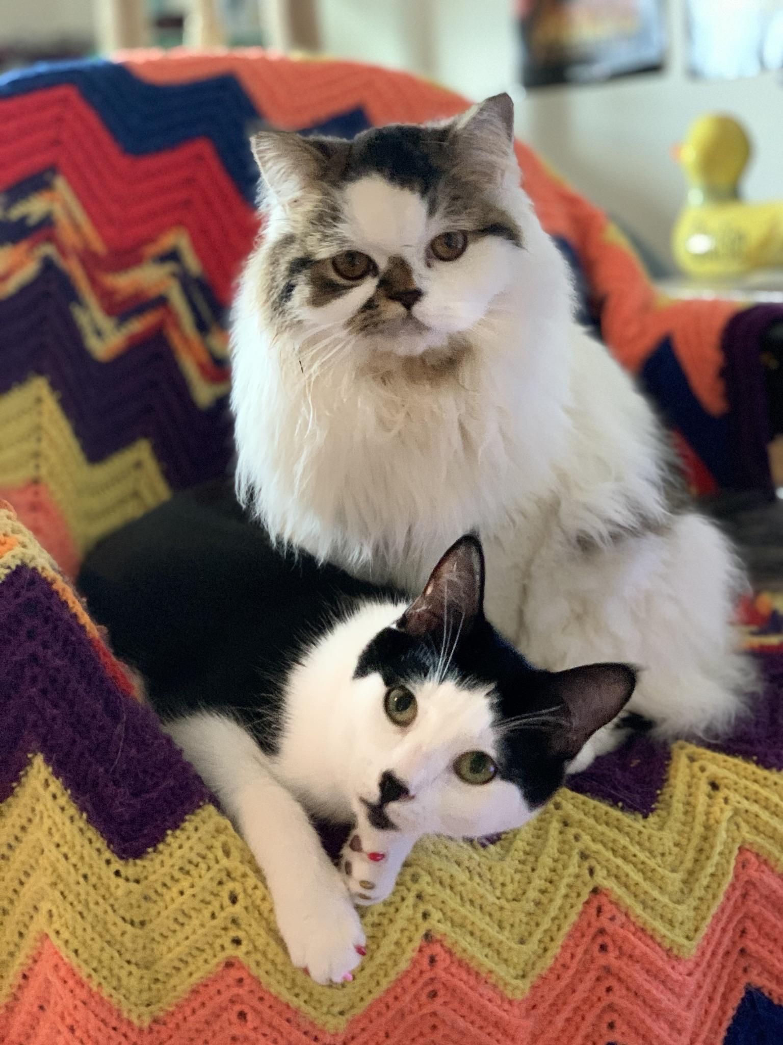 Stark and his tuxedo brother (Sly) posed for me!! | Scrolller