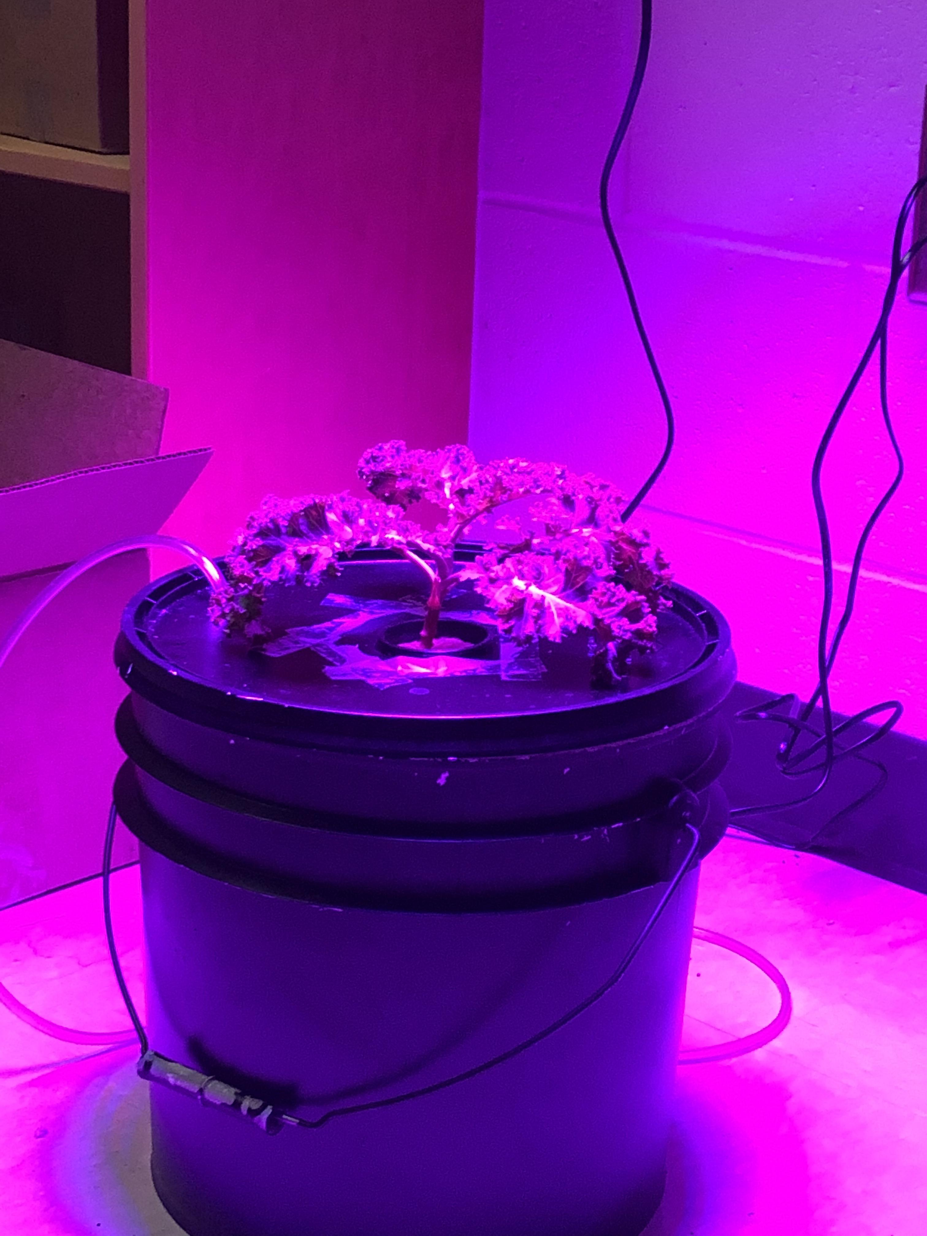Started a hydroponics club at our school. Our kale is looking pretty solid | Scrolller