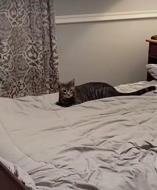 Stealth Assassination | Scrolller