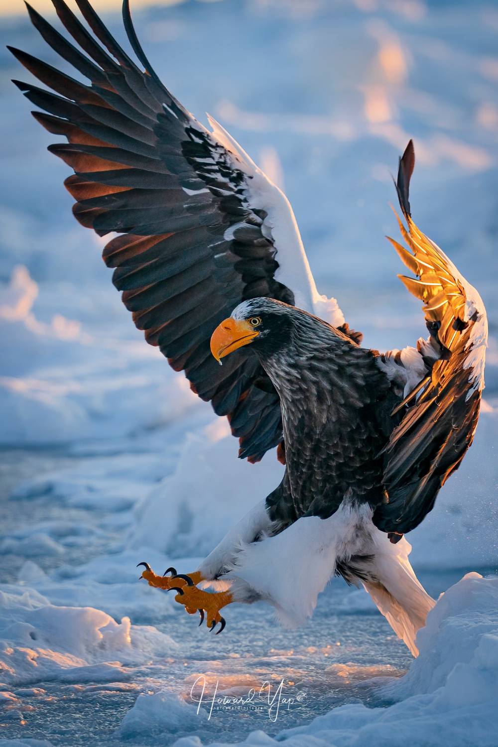 Stellar's Sea Eagle | Scrolller