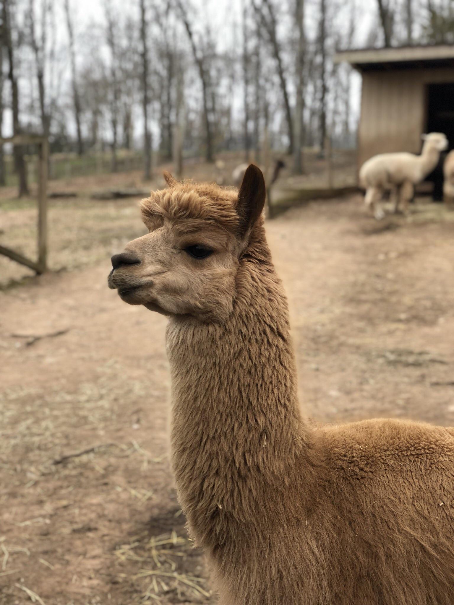 Steven the alpaca 🤟🔥🤙 | Scrolller