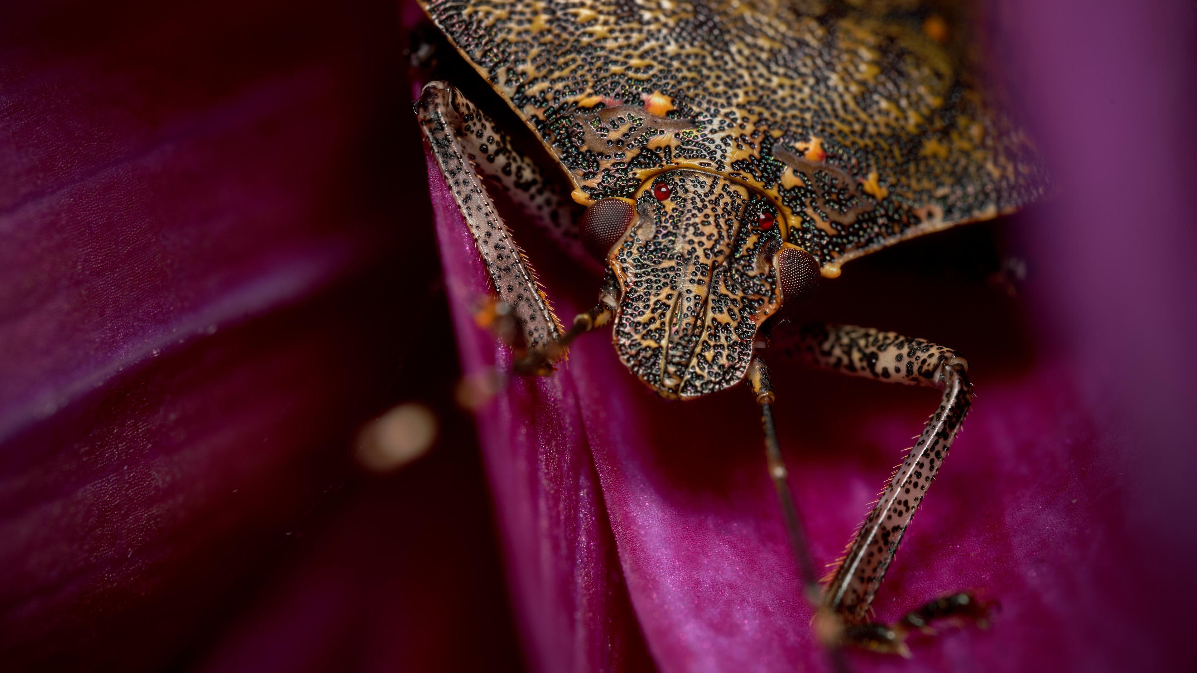 Stink Bug | Scrolller