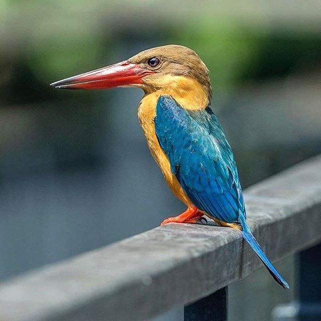 Stork-billed kingfisher. | Scrolller