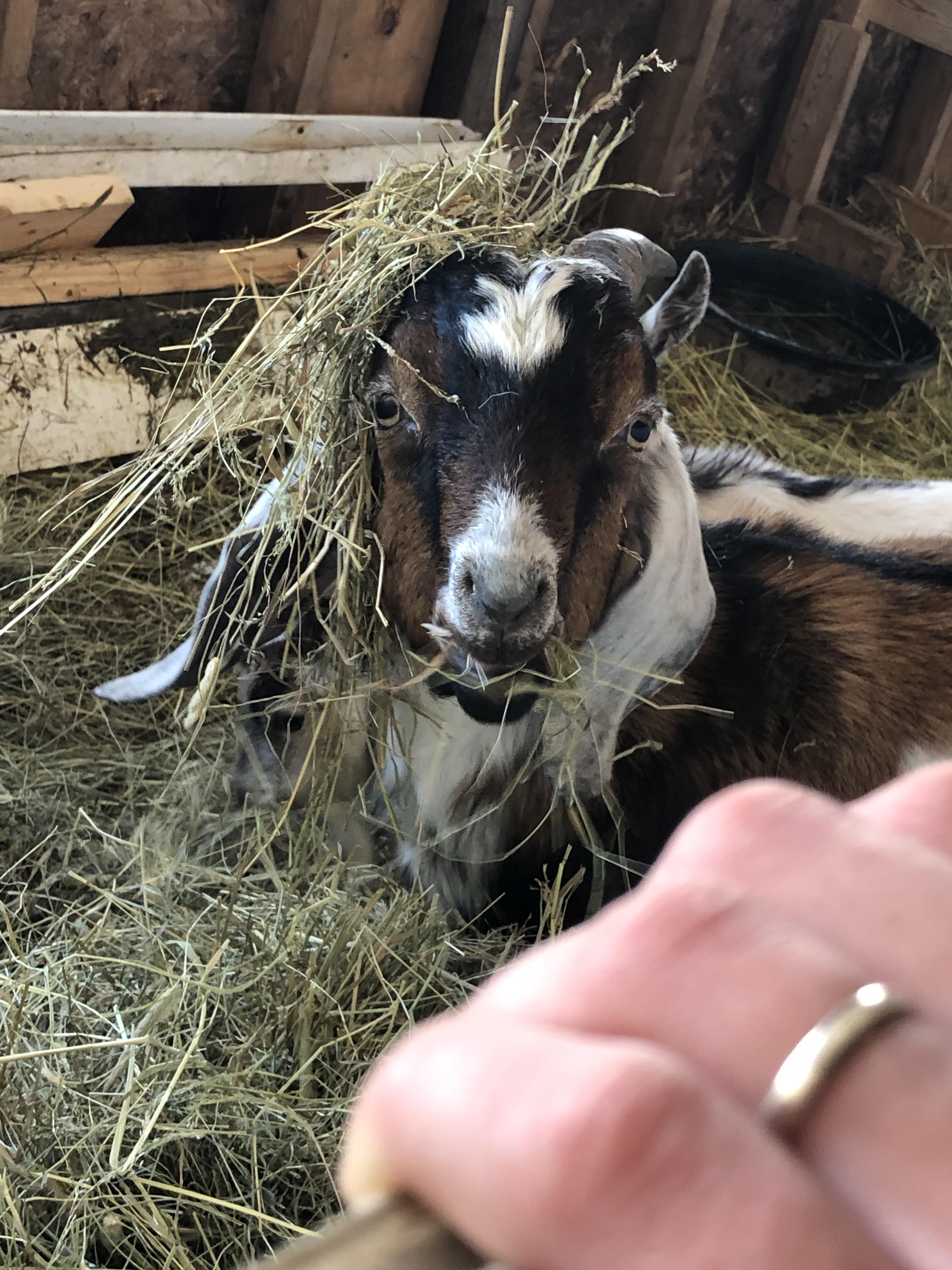 Straw hat :) | Scrolller