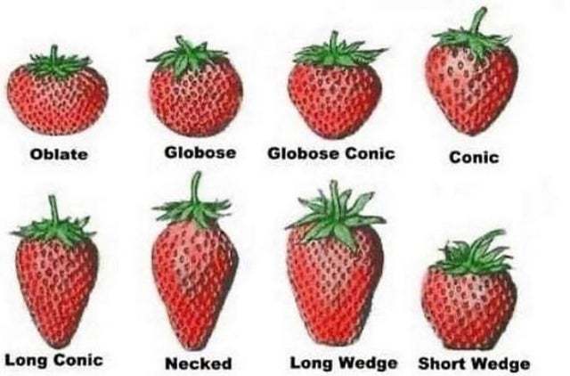 Strawberries | Scrolller