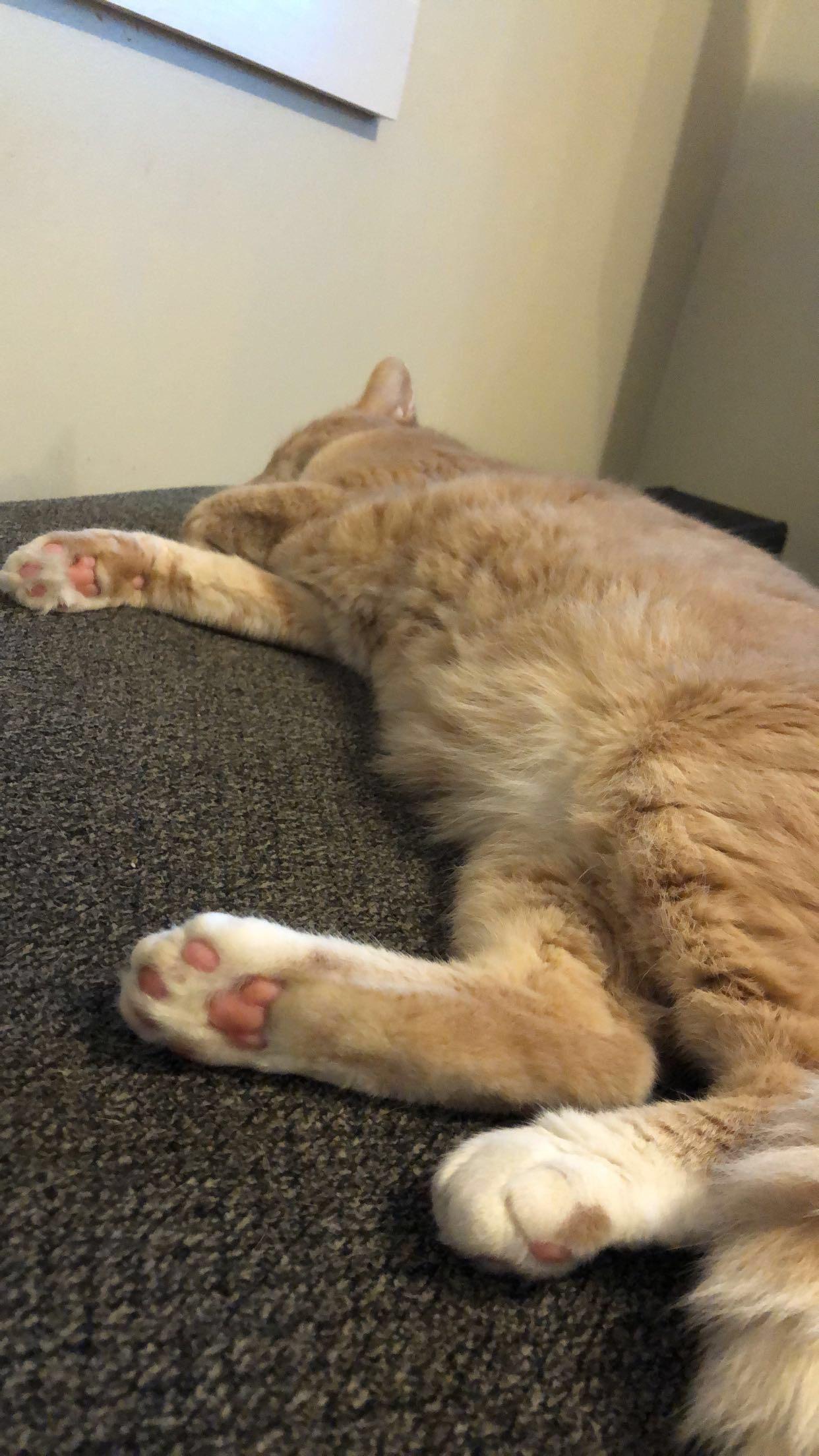 Strawberry beans | Scrolller