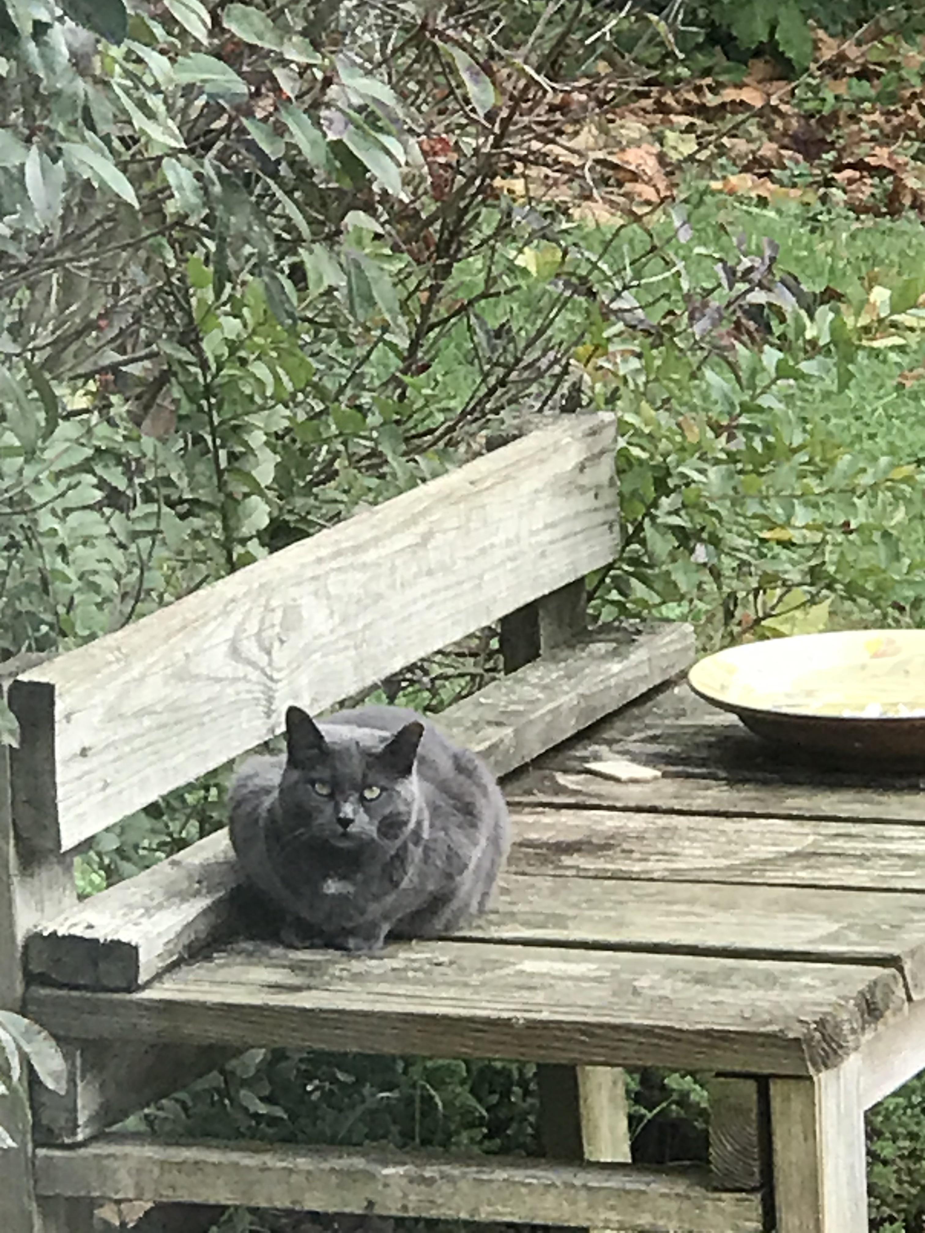 Stray Loaf | Scrolller