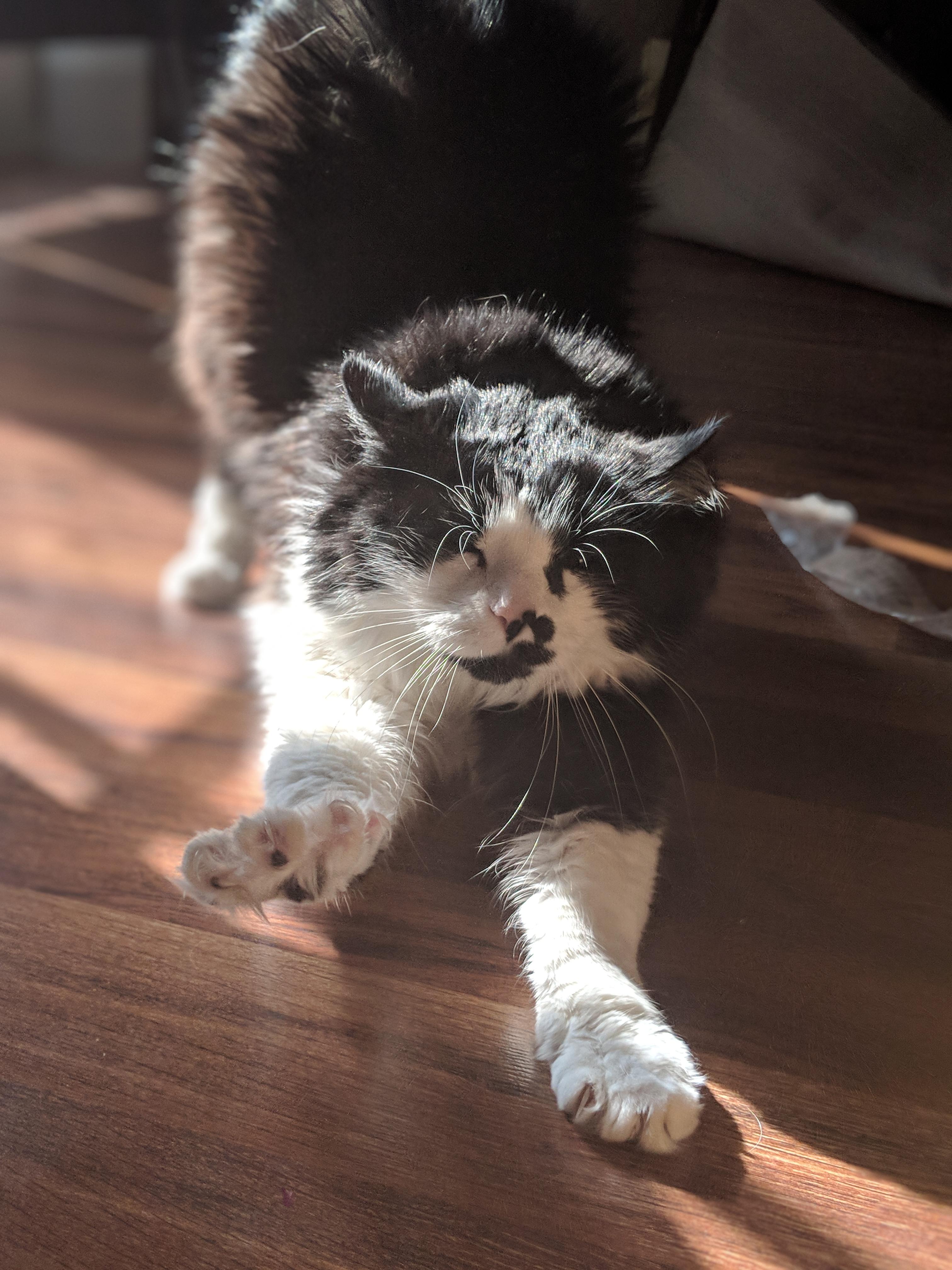 Stretchy sun nap beans | Scrolller